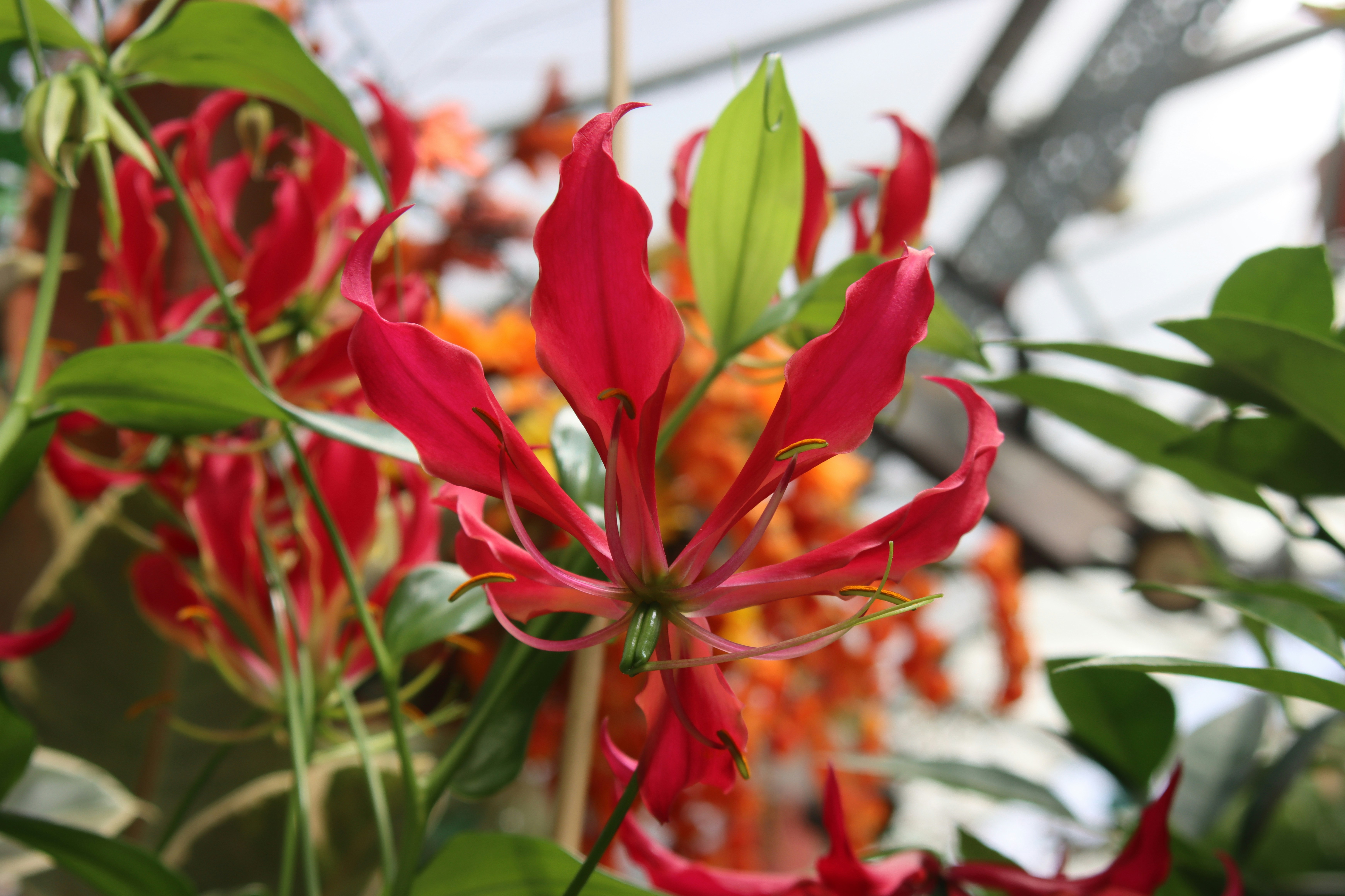 Crimson Bloom in a Conservatory Tangle