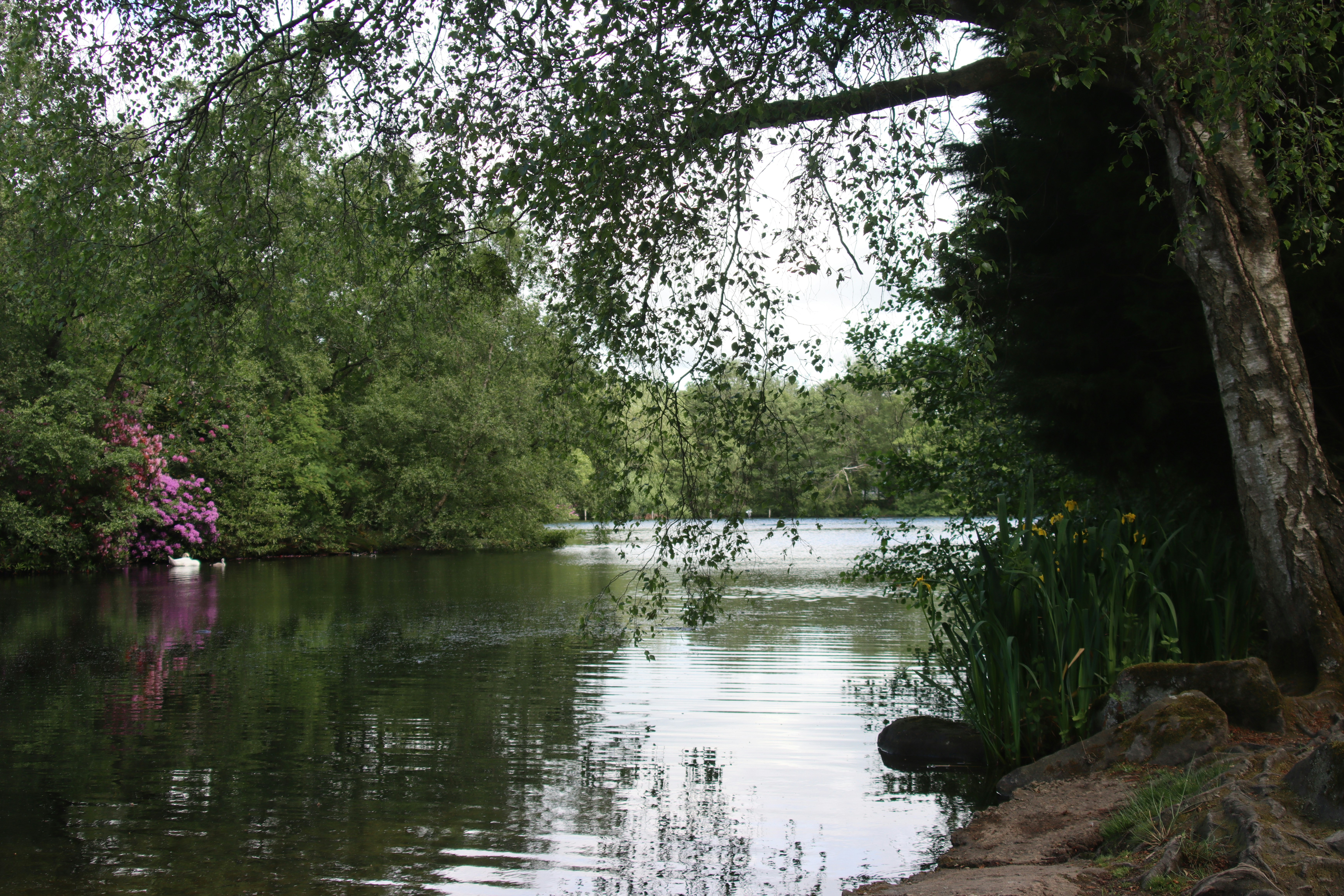 Quiet River Edge: Reflections and Shade by the Willow