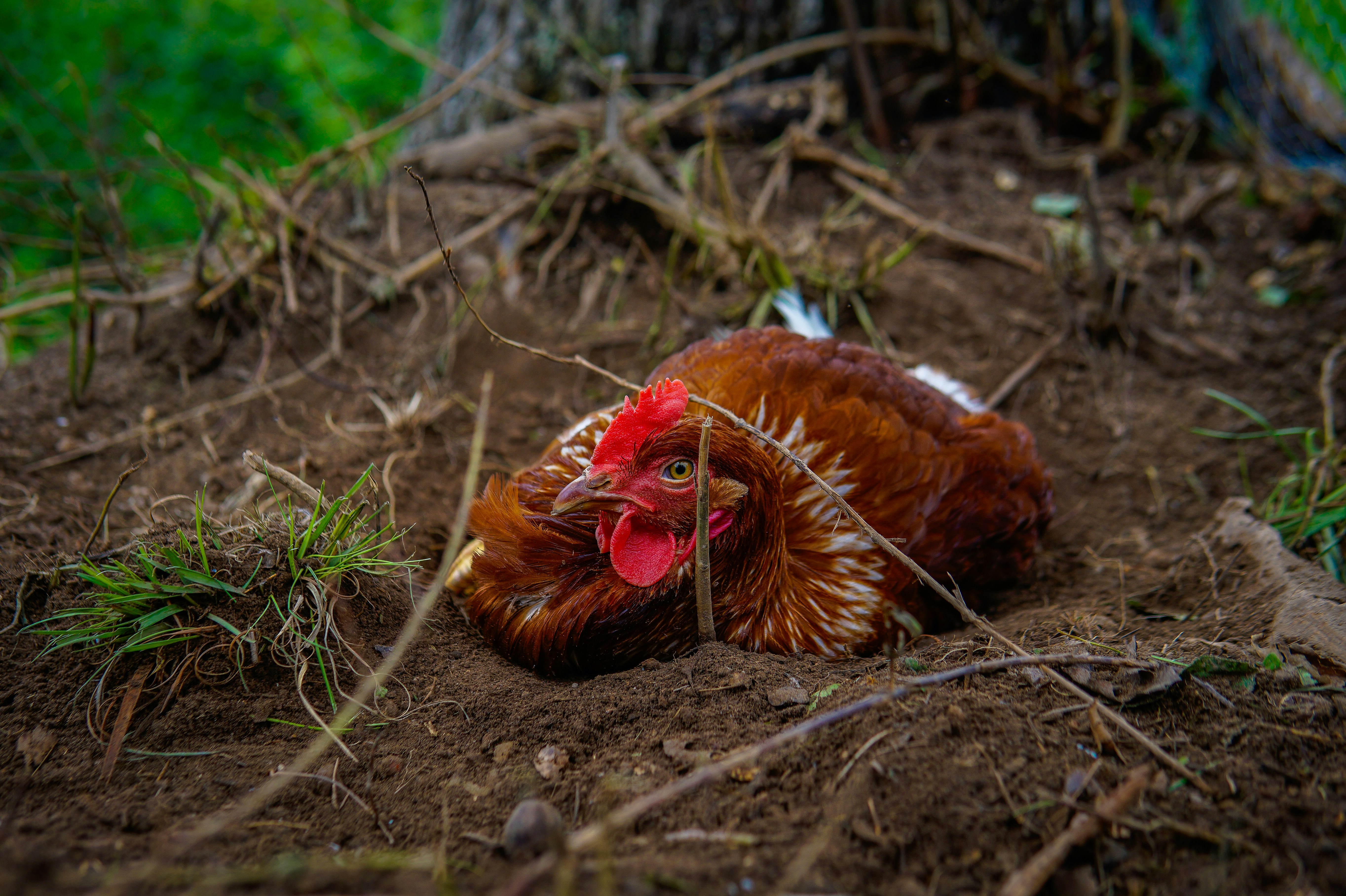 Red Hen in Earthy Bed: A Ground-Level Moment