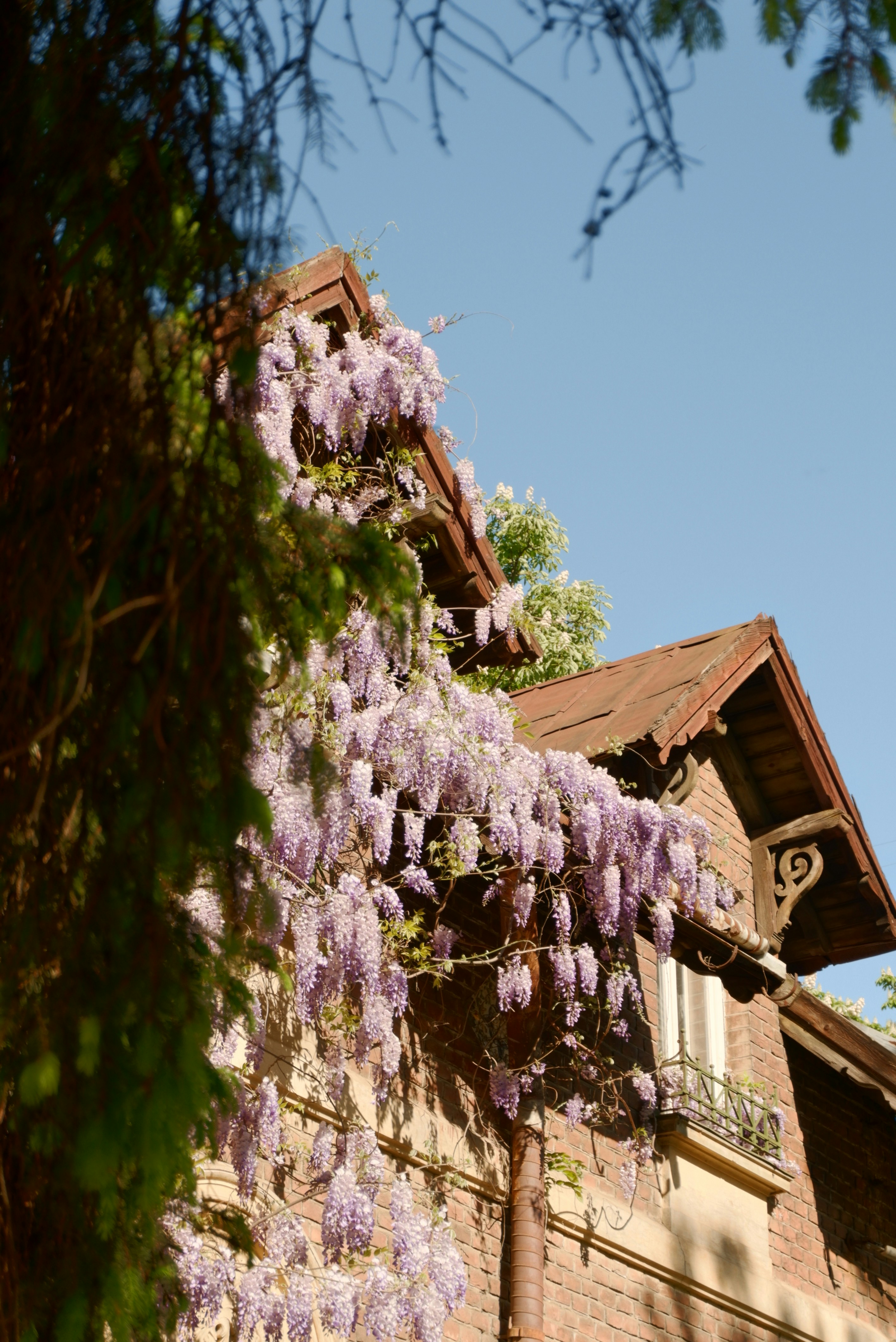 Wisteria over the Brick Balcony: A Sunlit Corner of a Cozy Roof