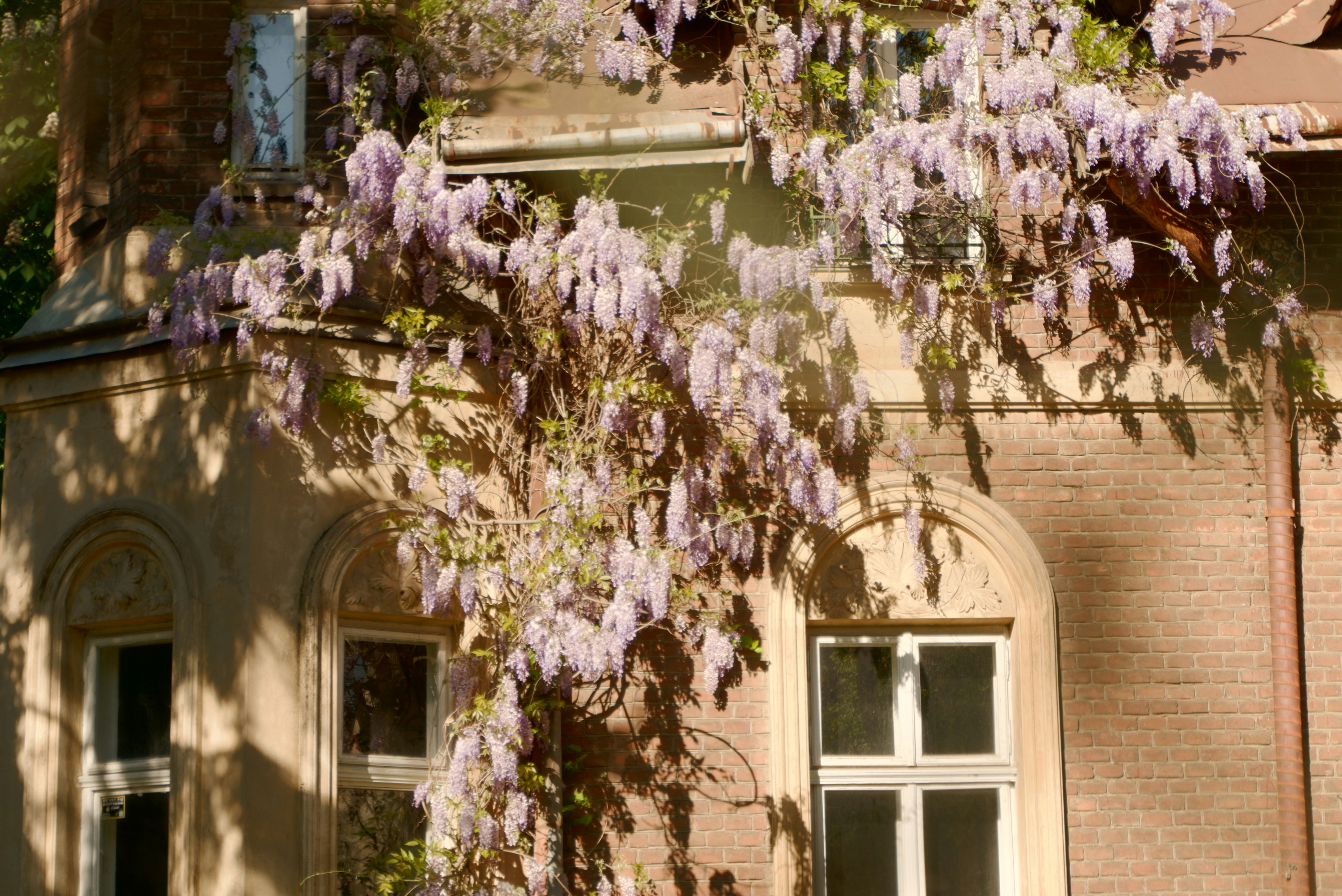 Lilac Cascade Over a Brick Facade