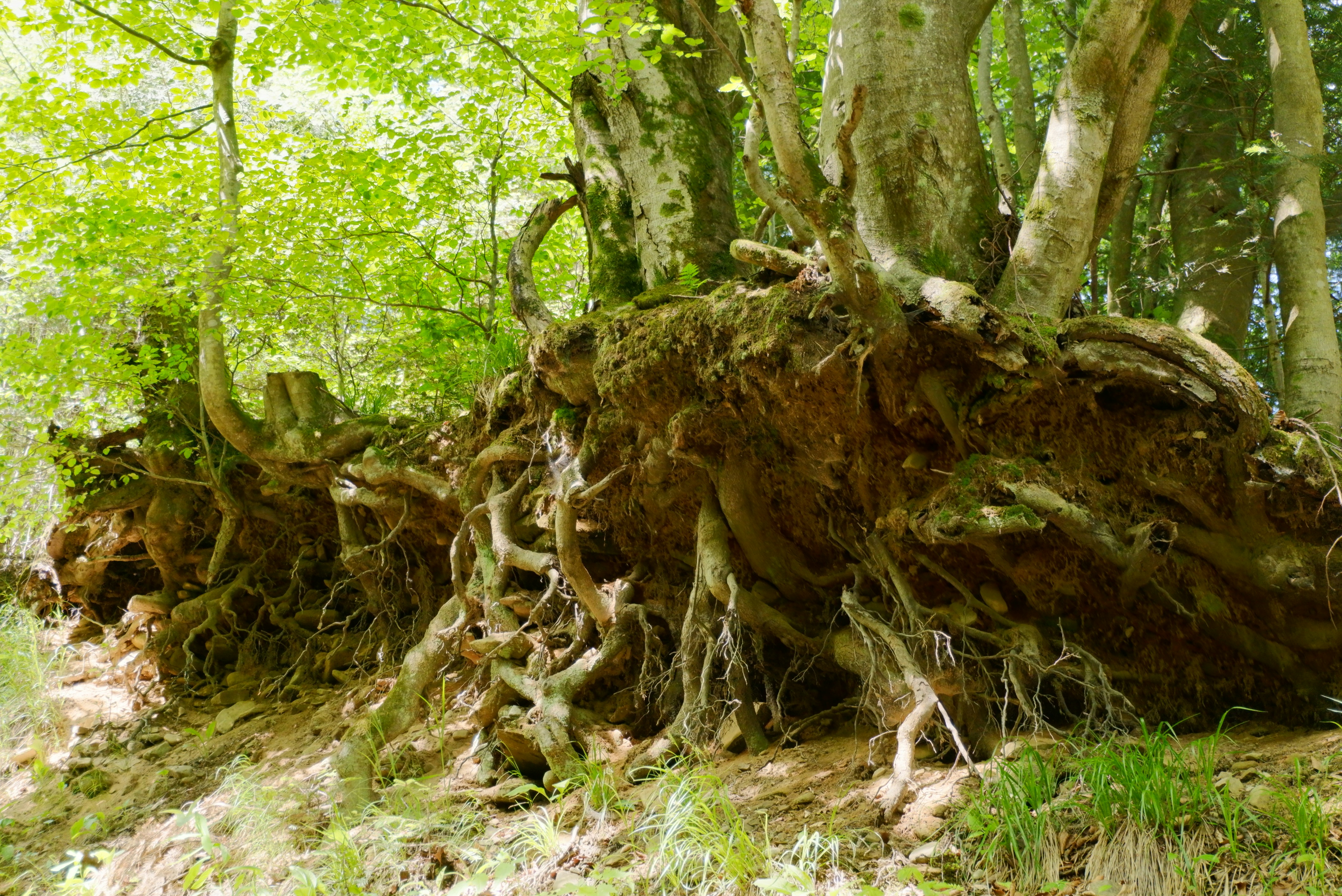 Ancient Tree Roots Unfold Across a Sunlit Forest Floor