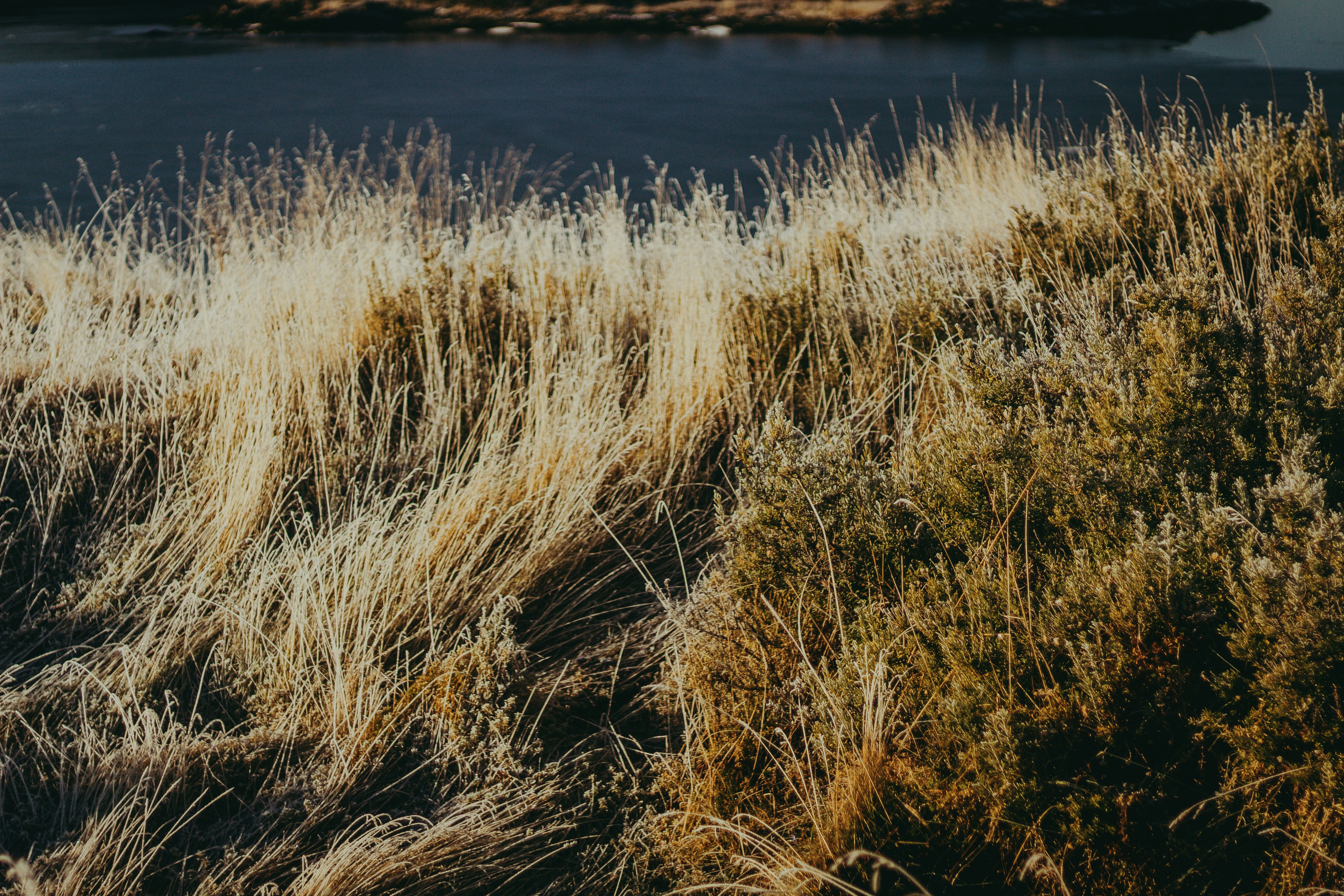 Golden Ridge by the Lake