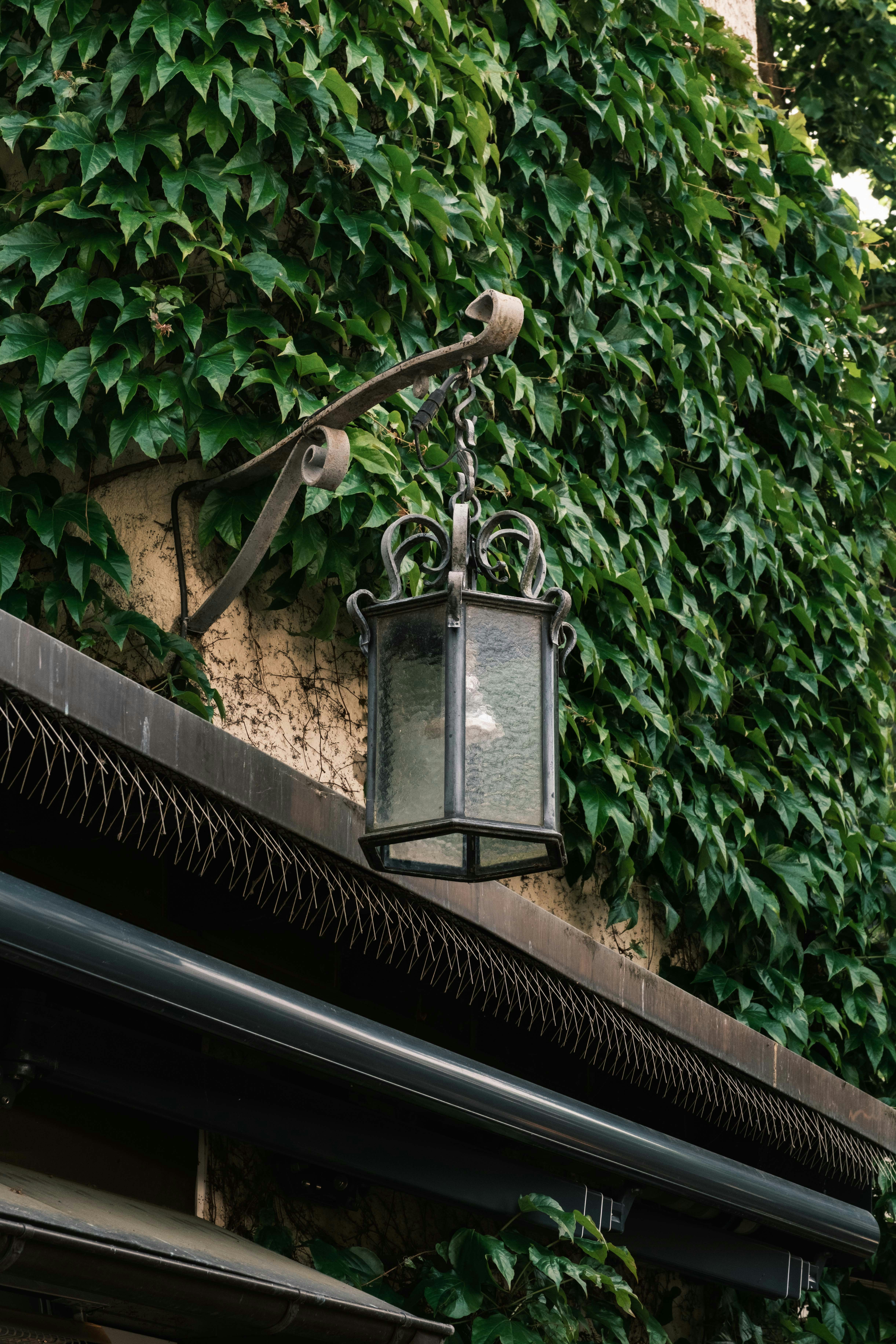 Luminous Lantern Amidst Ivy-Wrapped Facade