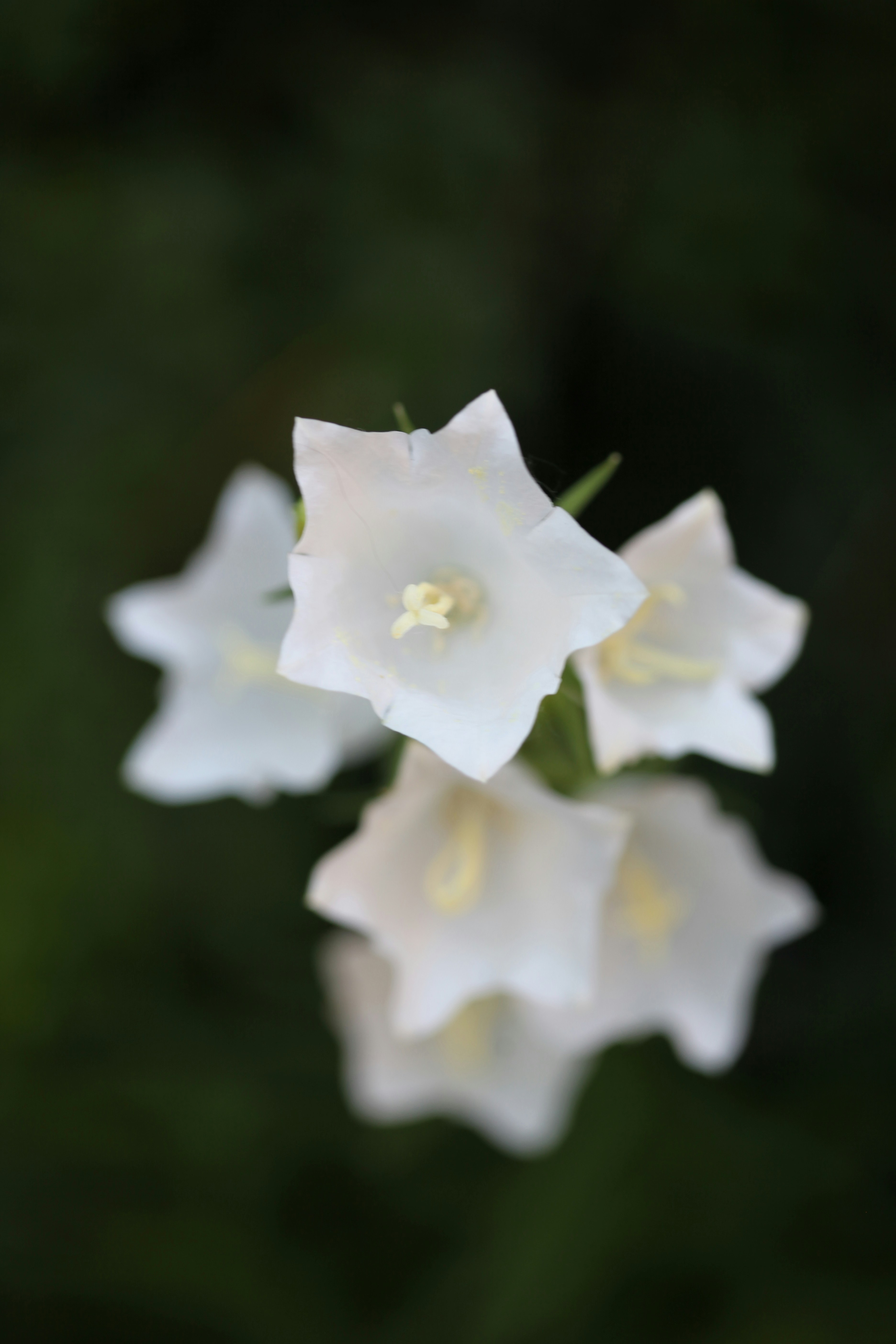 White blossoms in soft focus bloom against a dark green backdrop