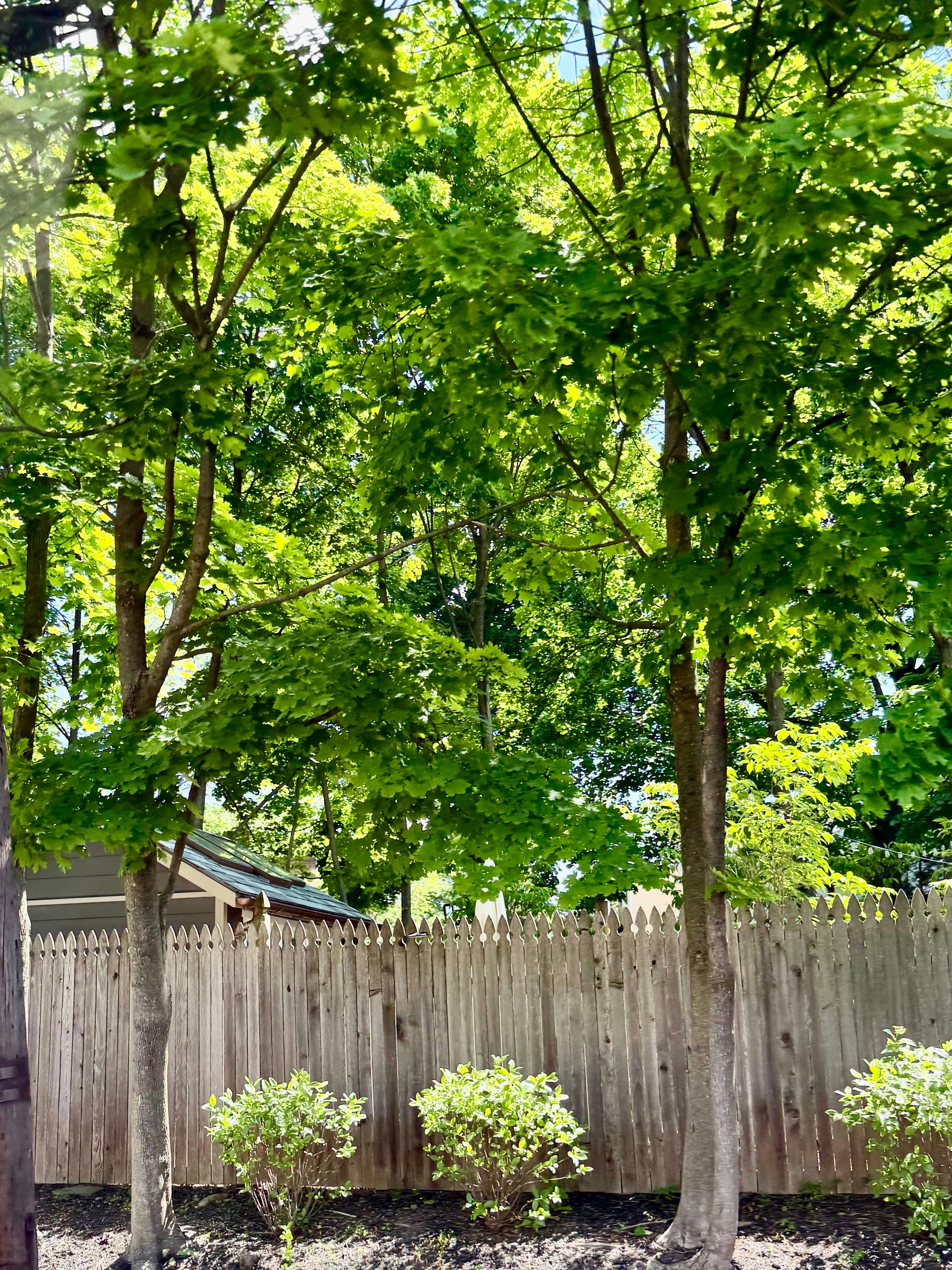 Sunlit Maple Canopy Above a Quiet Yard