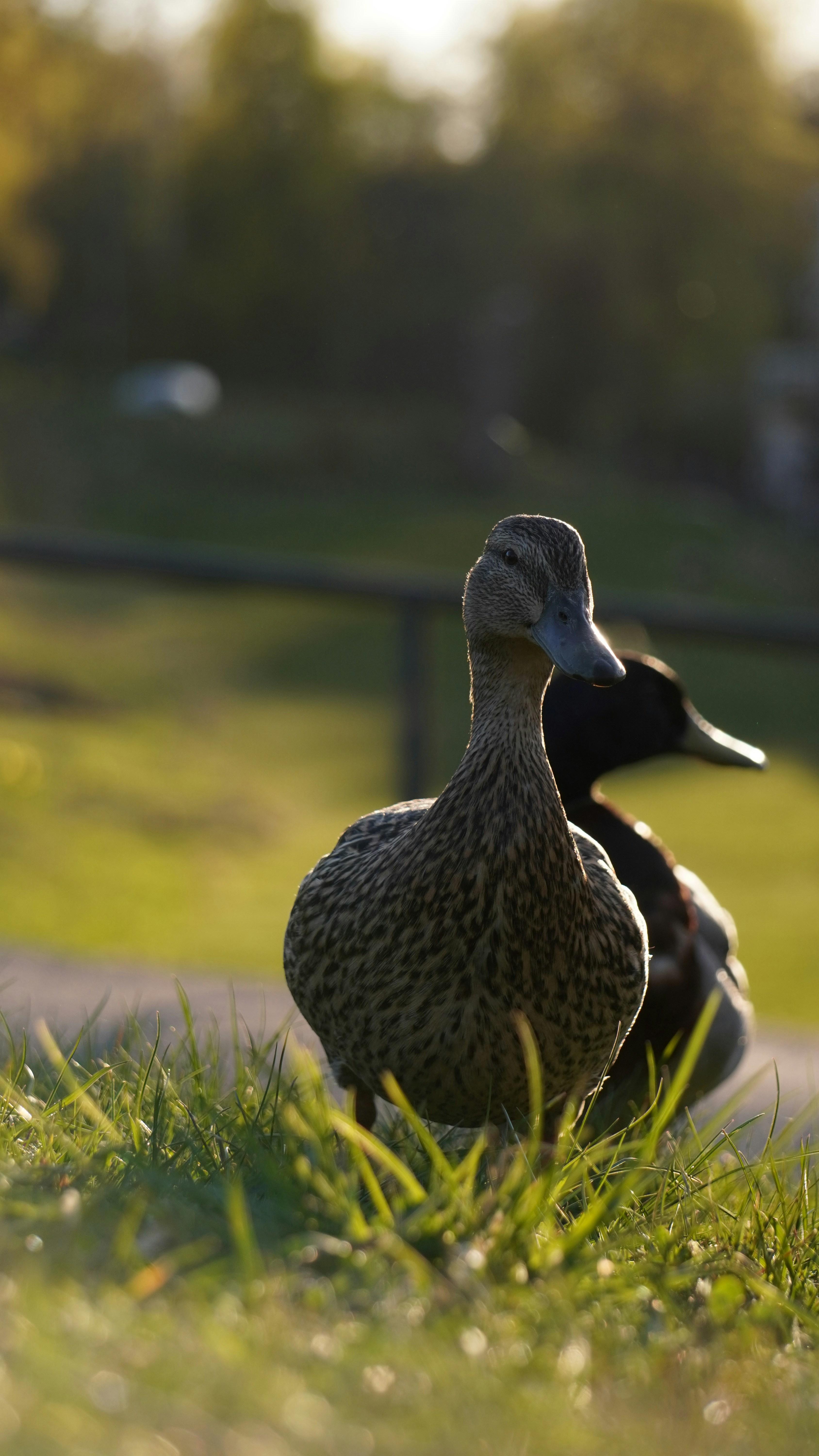 Curious Ducks in late-afternoon light