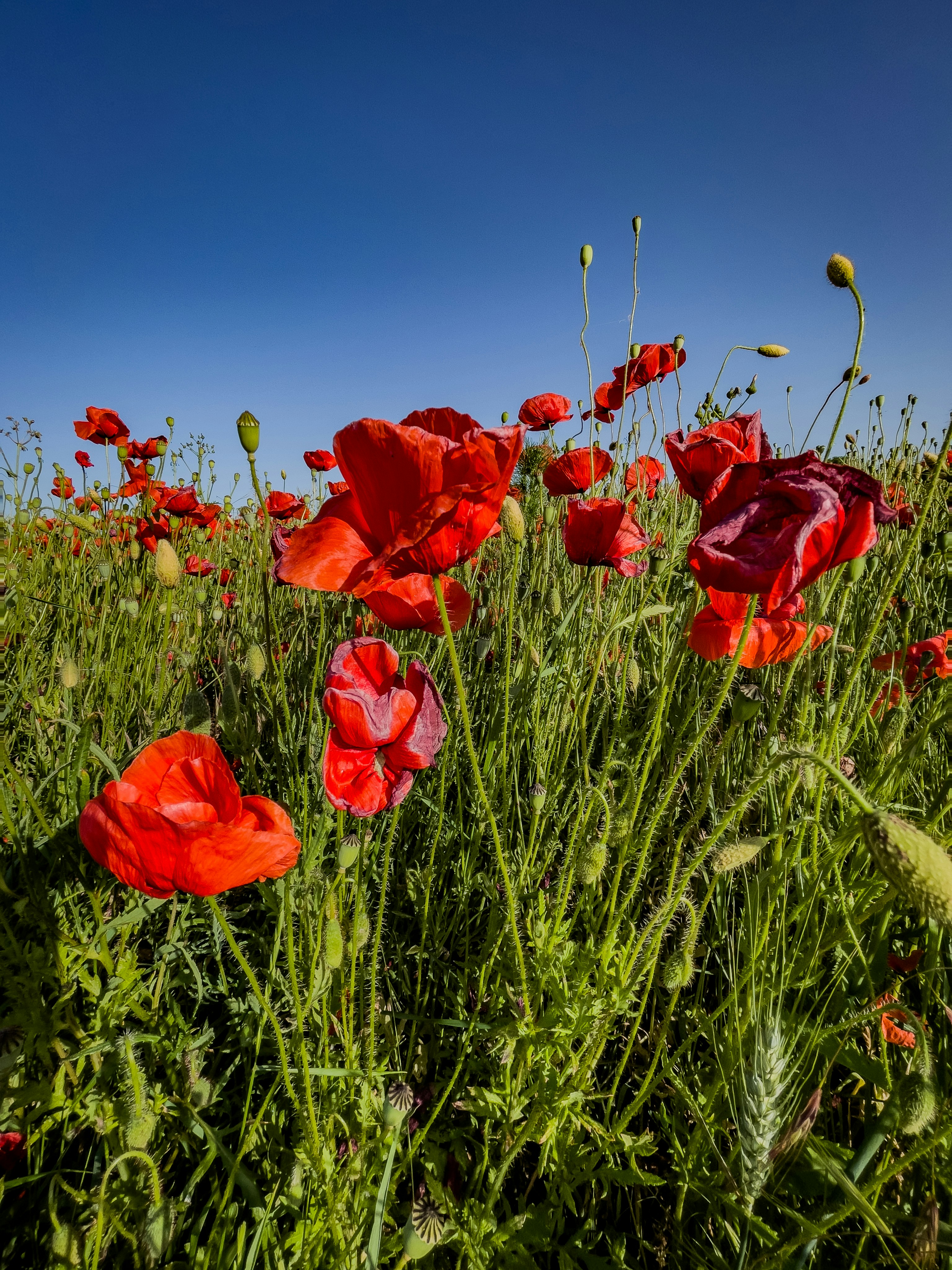 Red poppies blaze across a sunlit field under a clear blue sky