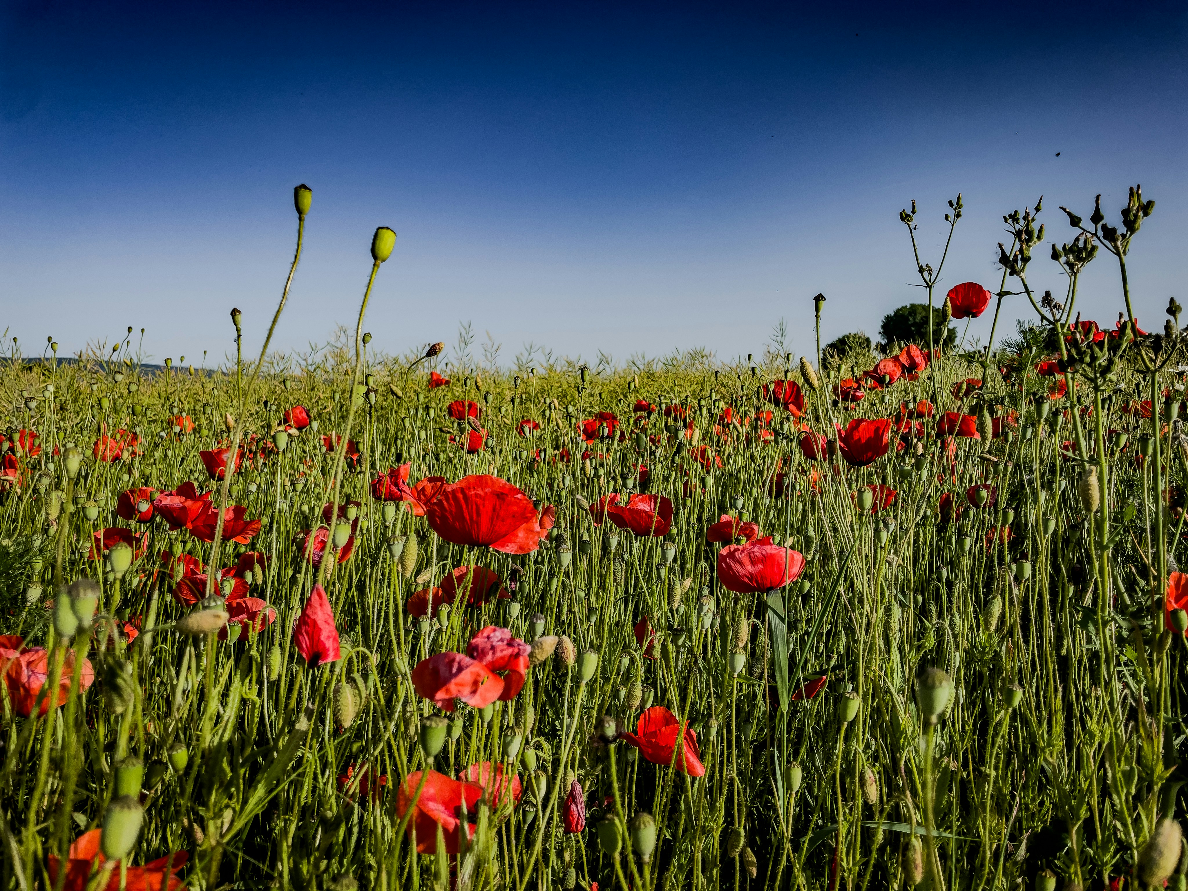 Red Poppy Field Under a Gradient Sky