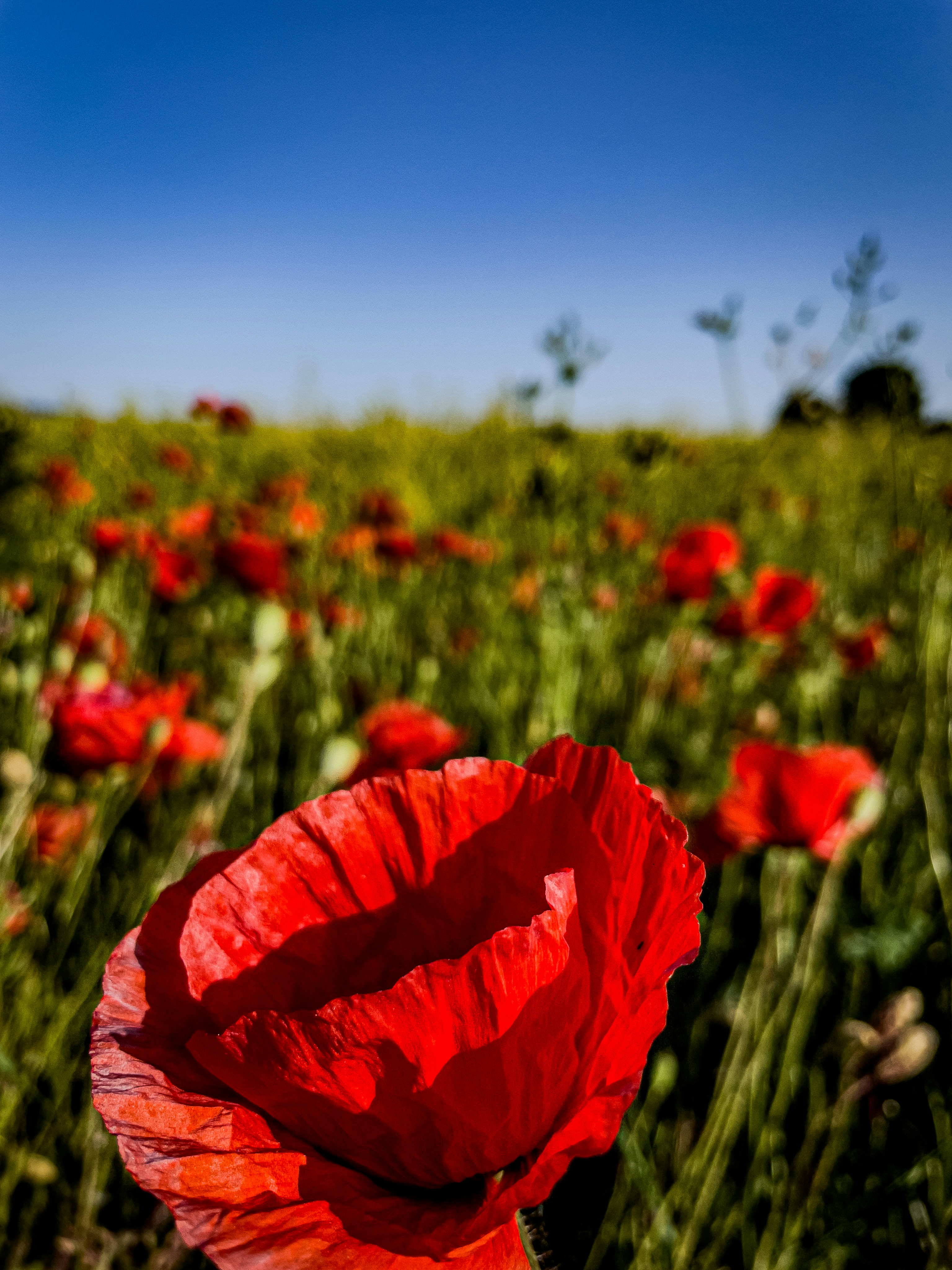 Crimson Petal in Focus: A Field of Red Courtesy the Sun