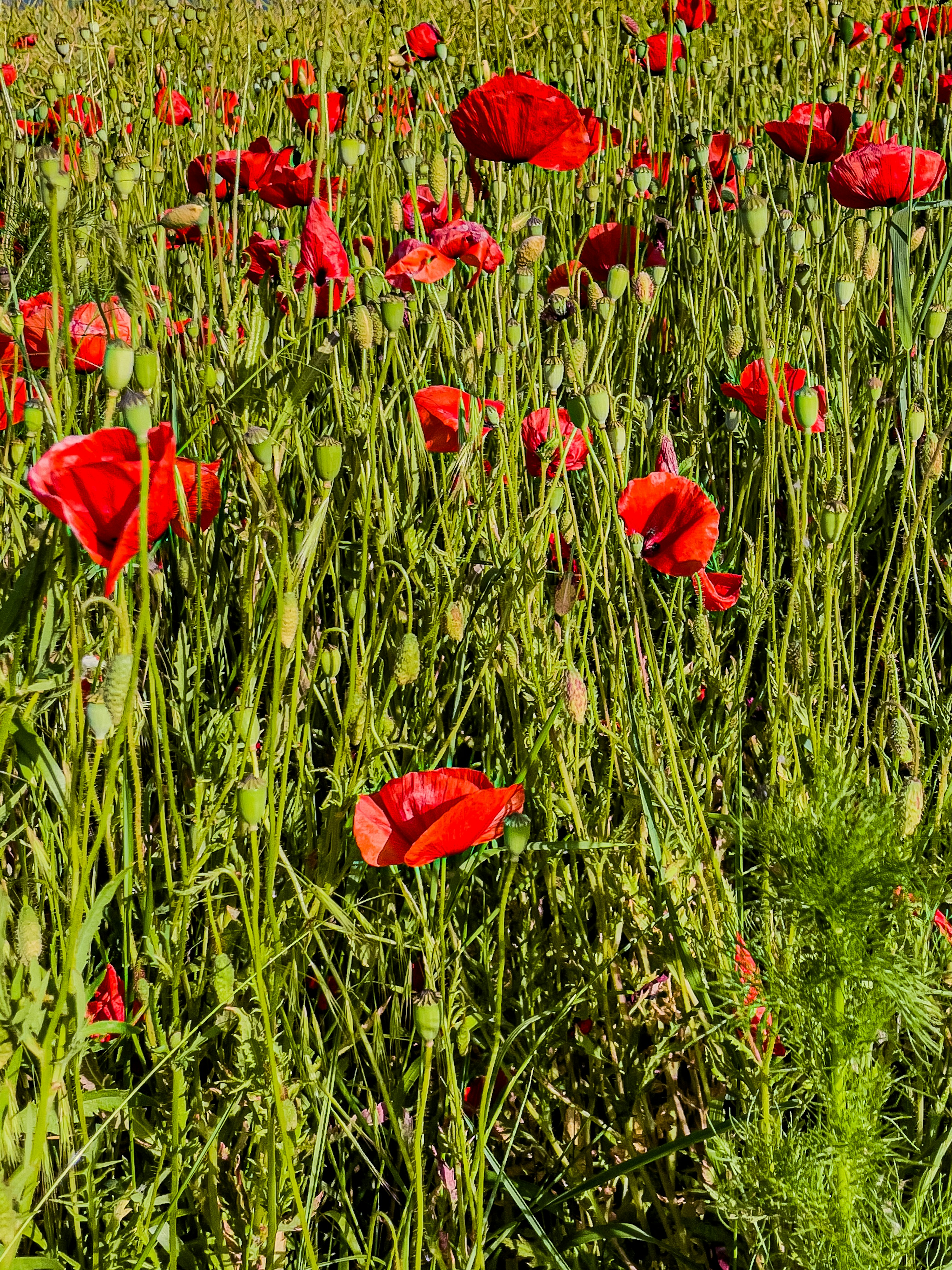 Field of Scarlet Heads: a sea of red poppies in bright sunlight