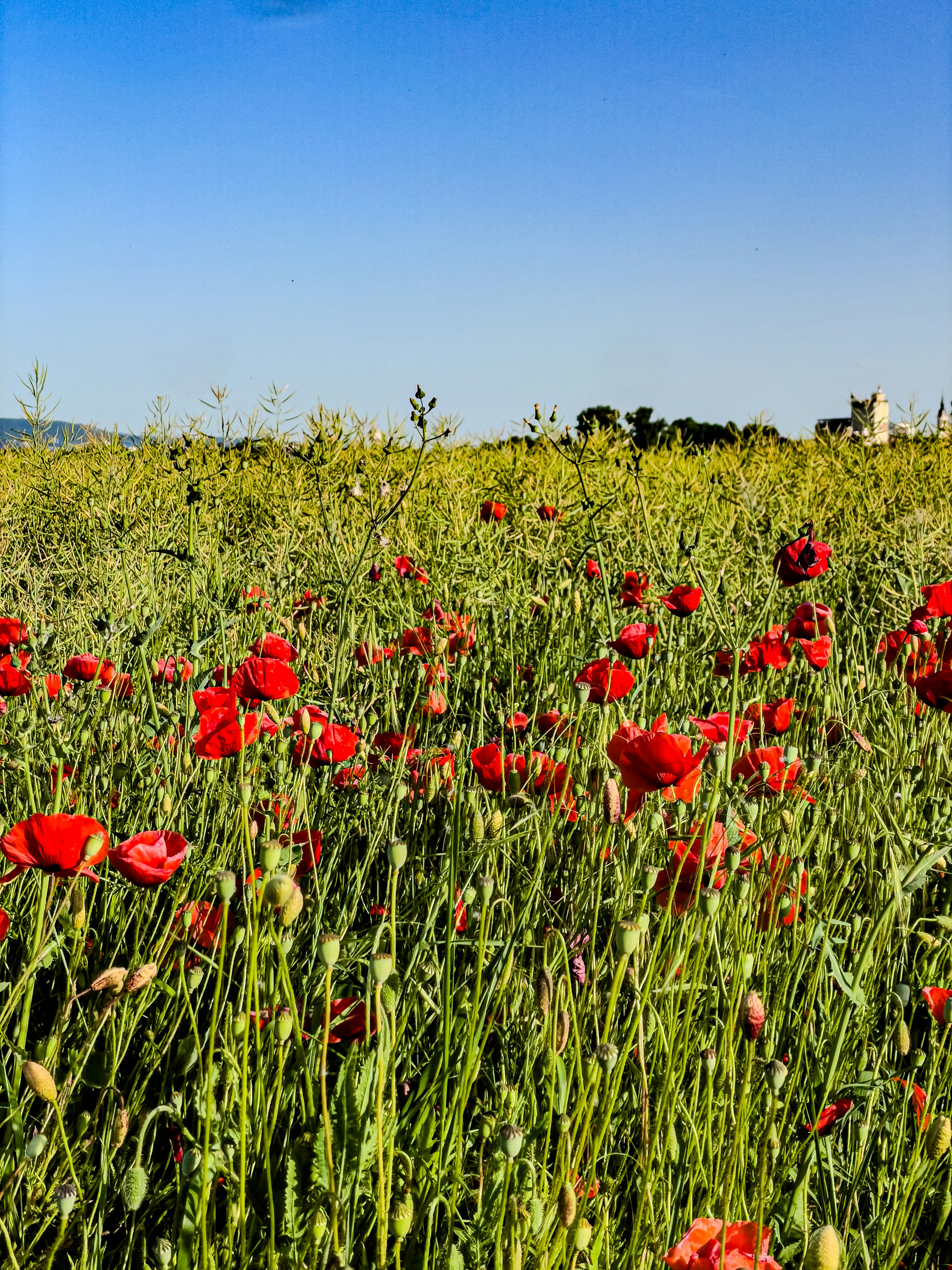 Red Poppies Dune Field Under Expansive Blue Sky