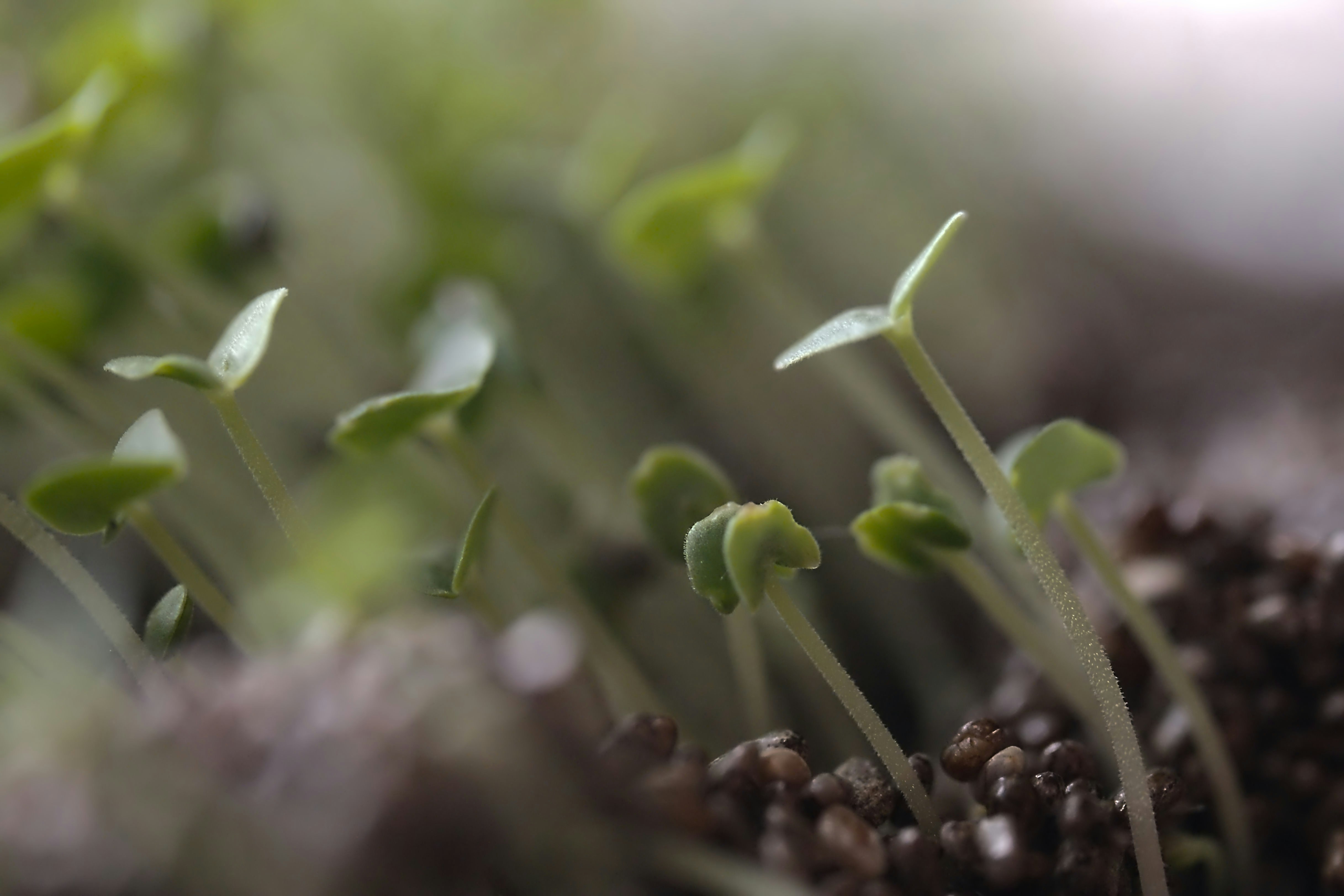 First Green Awakening: Tiny Sprouts Reach for Light in Shaded Soil