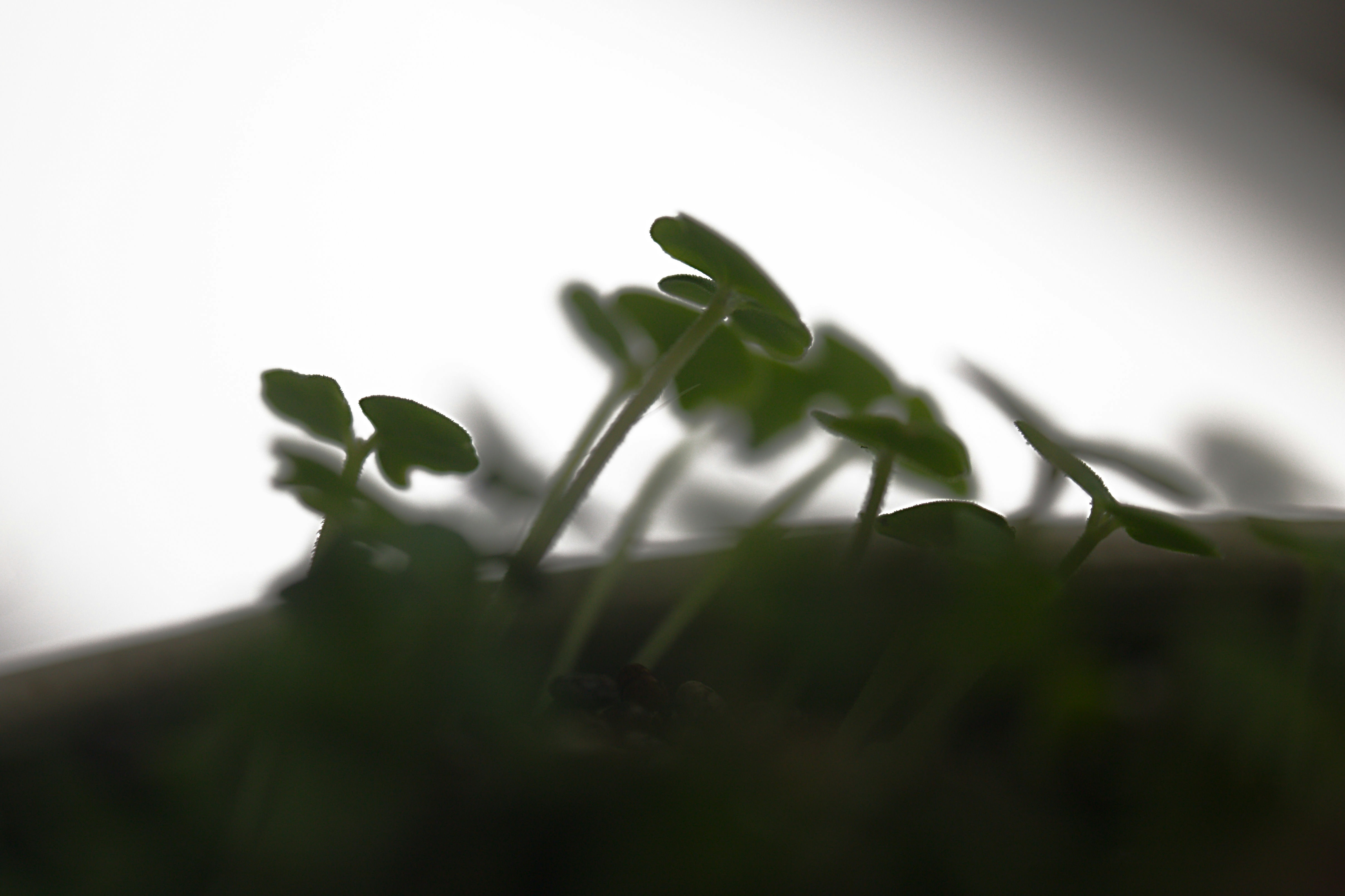 Seedlings in a Dim Hatch of Light