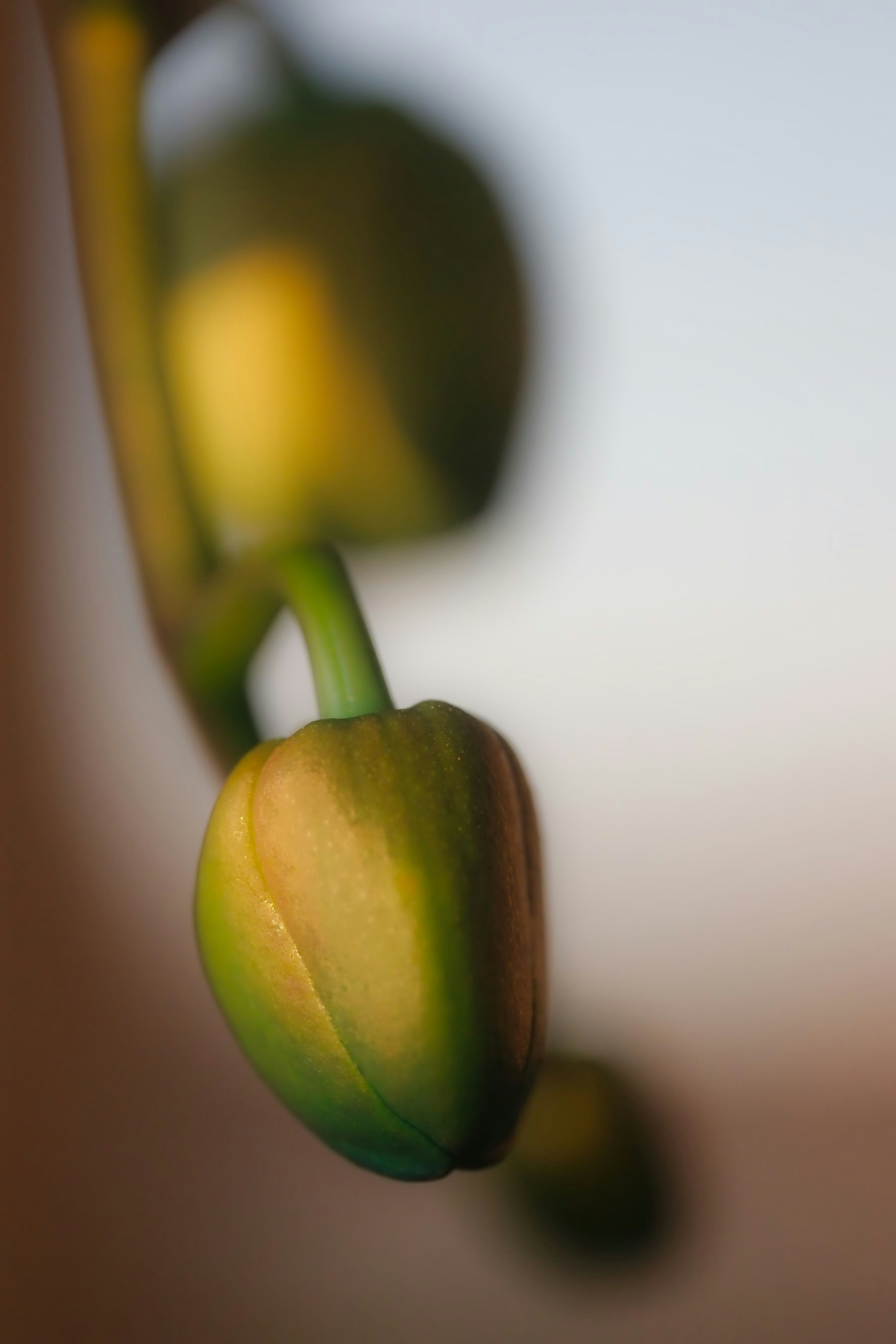 Close-Up Bloom: A Closer Look at a Bud in Soft Sunset Vignette