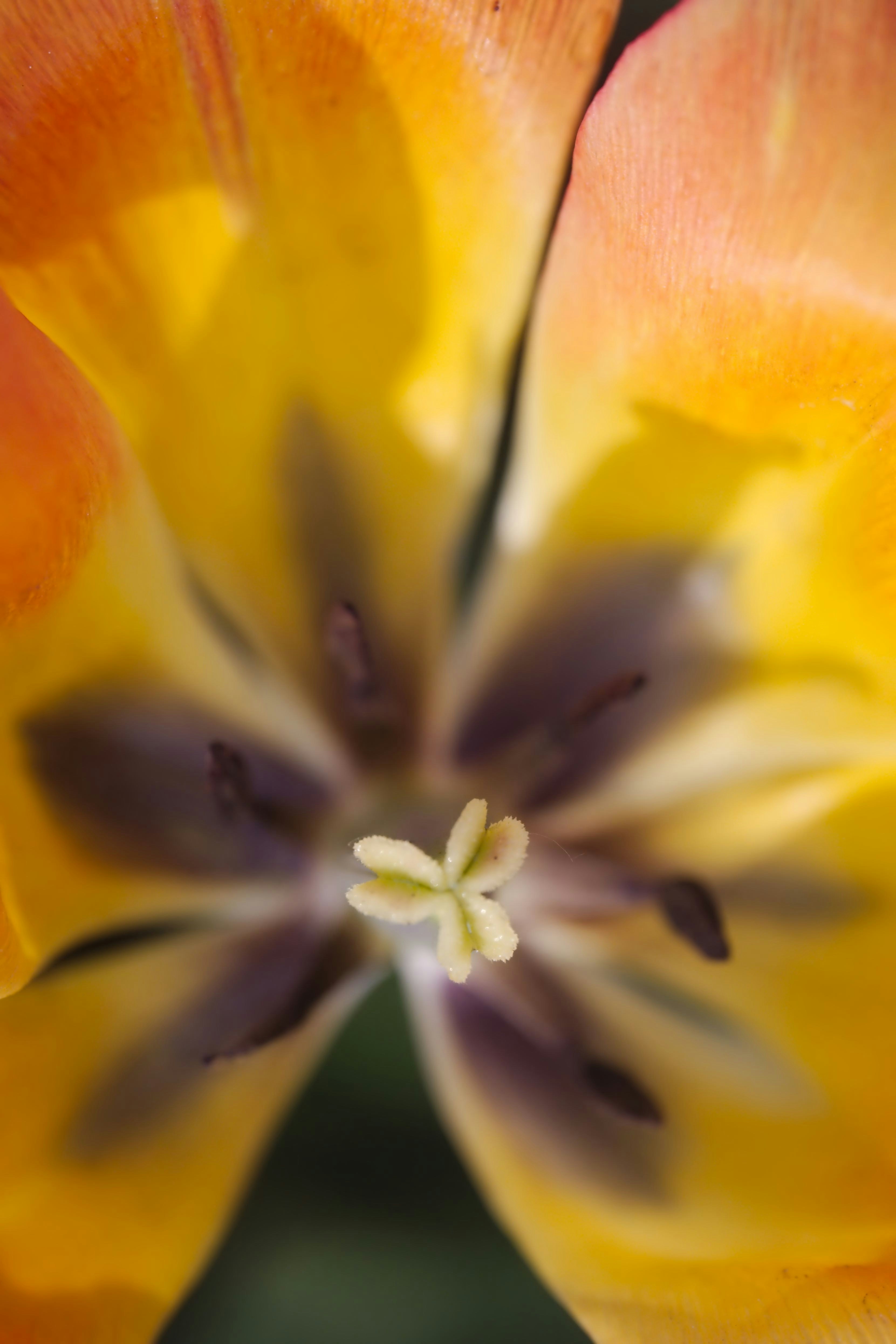 Petals Converge: A Close-Up Test of Color and Center