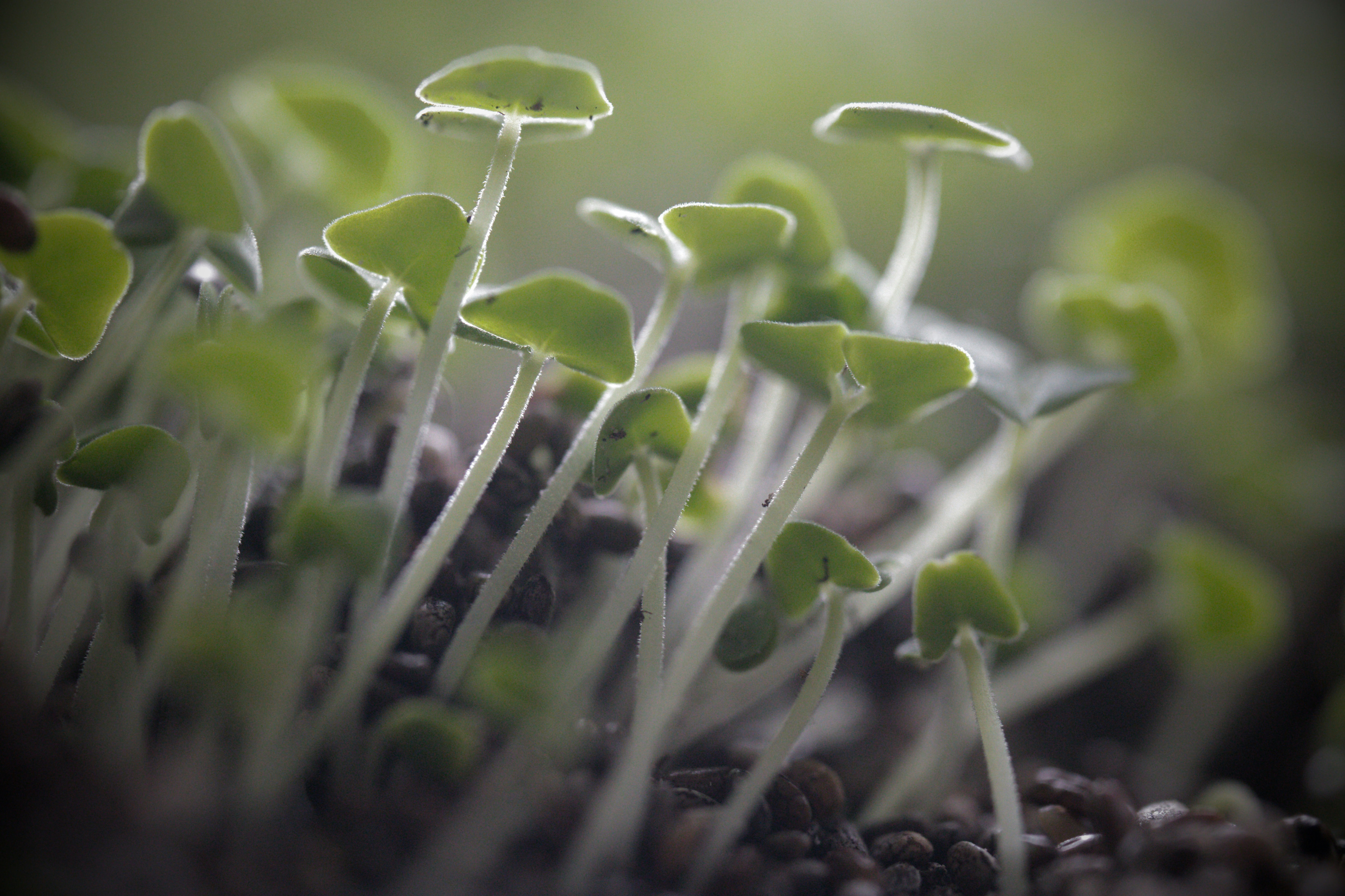 Emerging Green: Tiny Mushrooms Reach for Light in Soft Focus