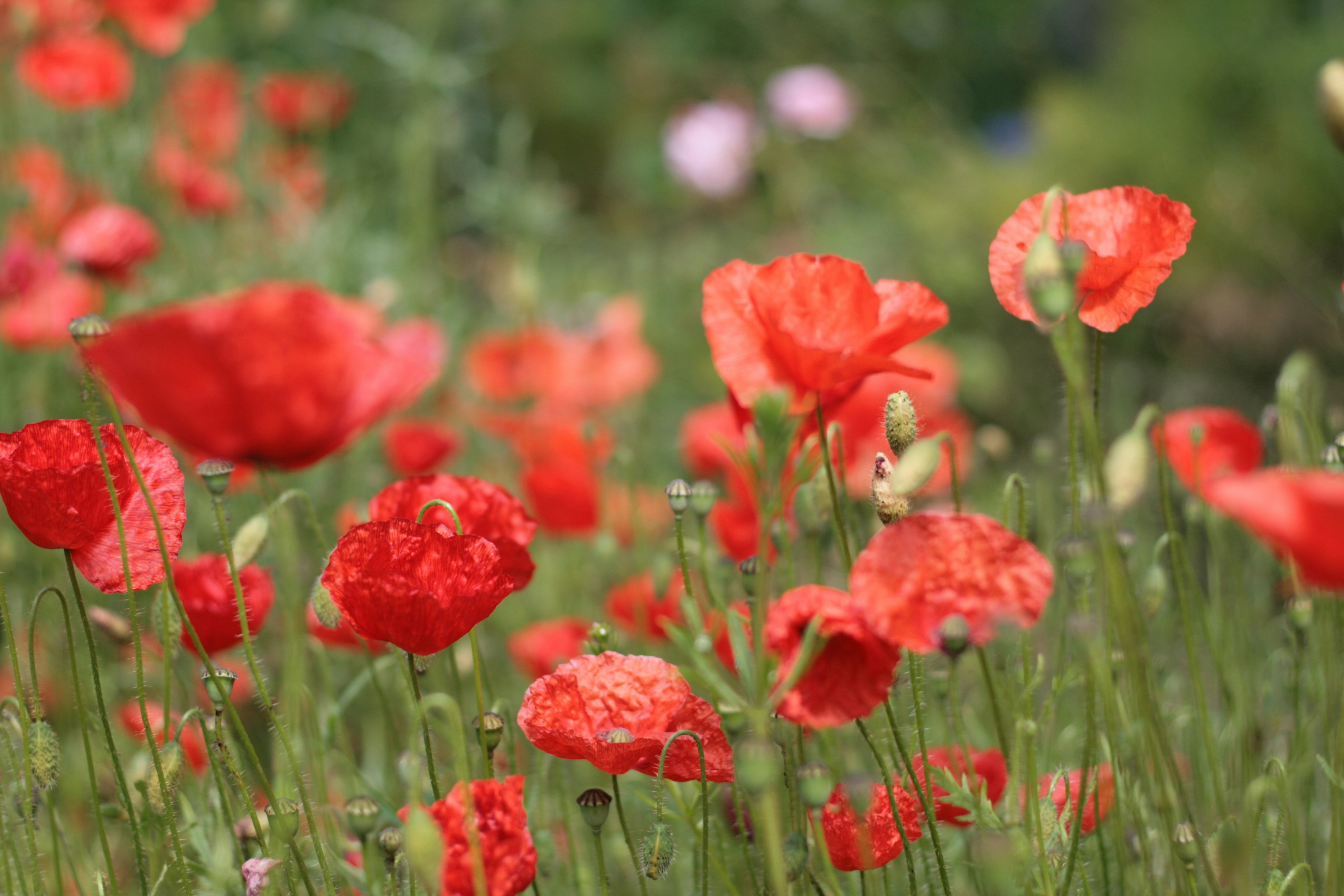 Crimson Poppies in a Sunlit Meadow