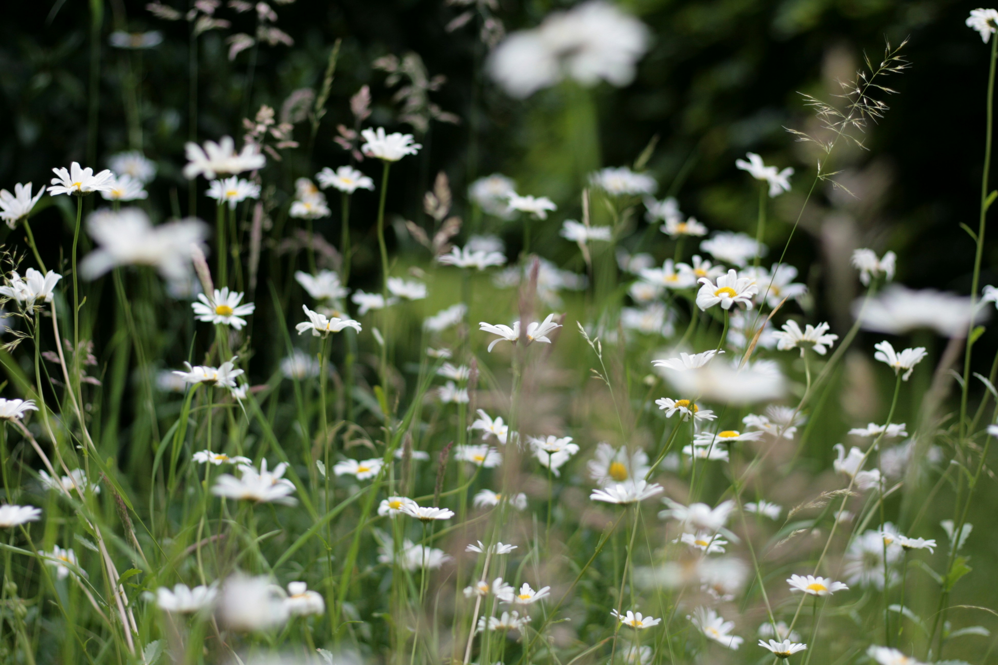 Field of Gentle Daisies under a Quiet Canopy