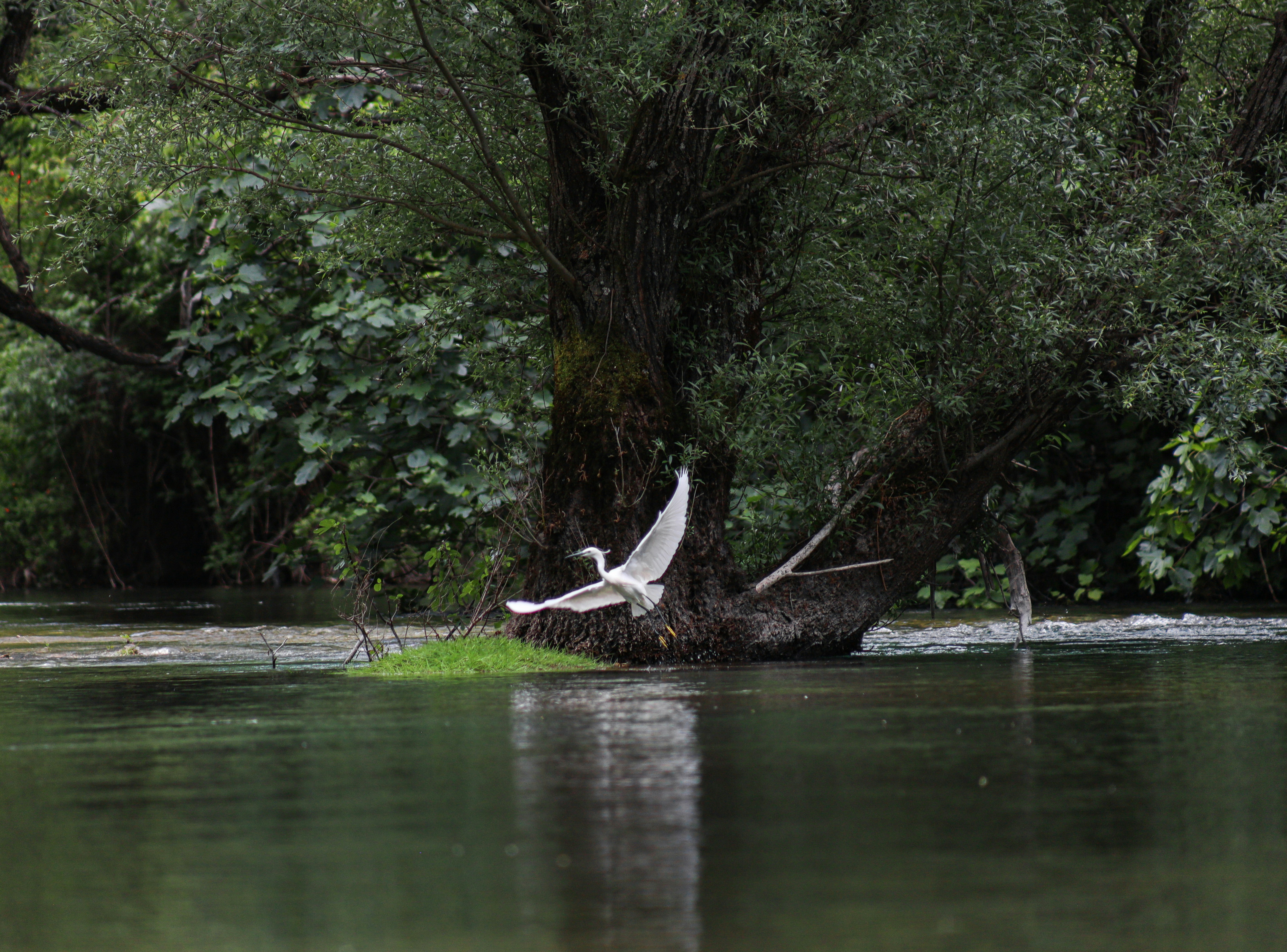 Heron in the Calm Bend: Flight Over a Green River Bank