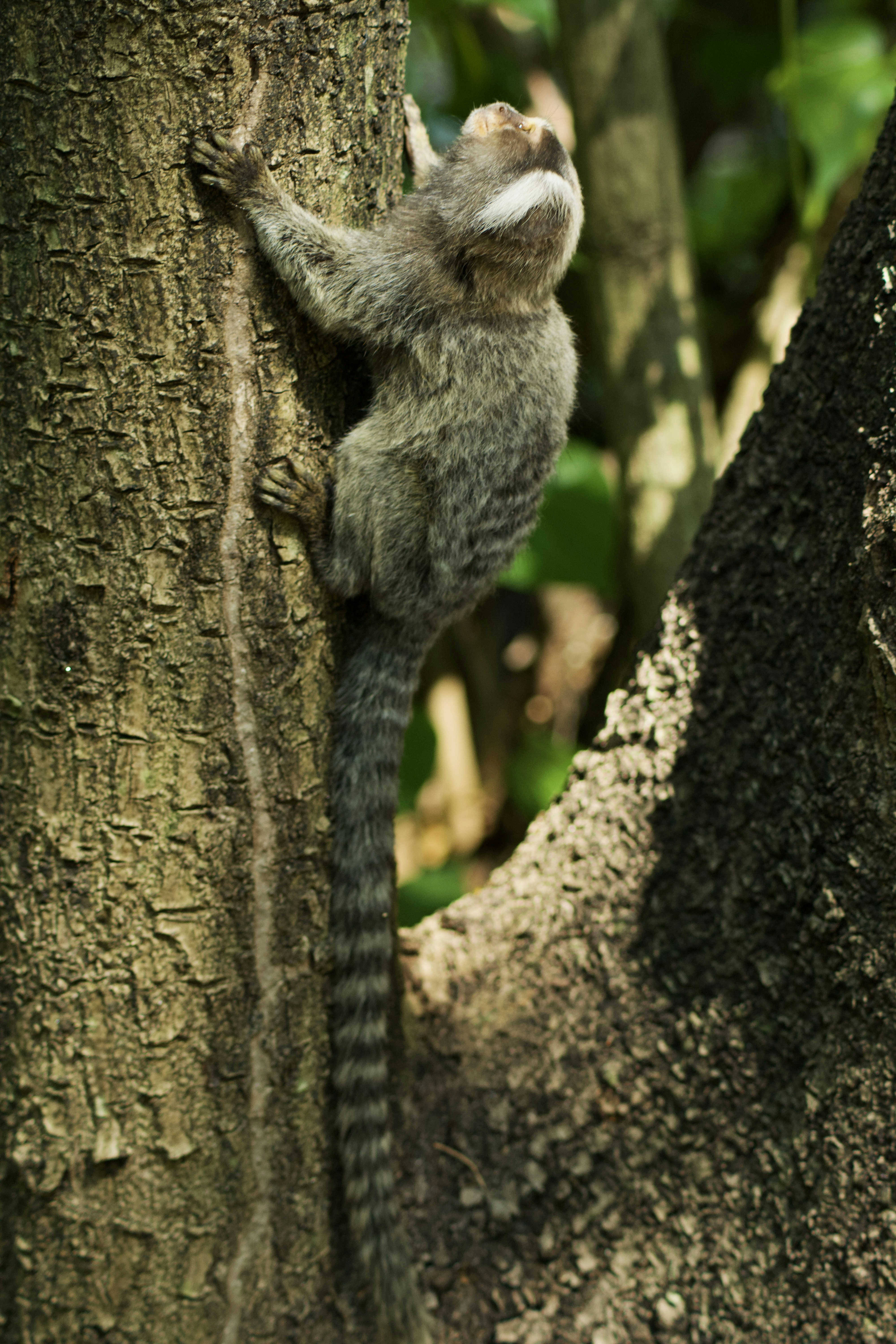 Ascend: A Grey Squirrel Trek in The Bark