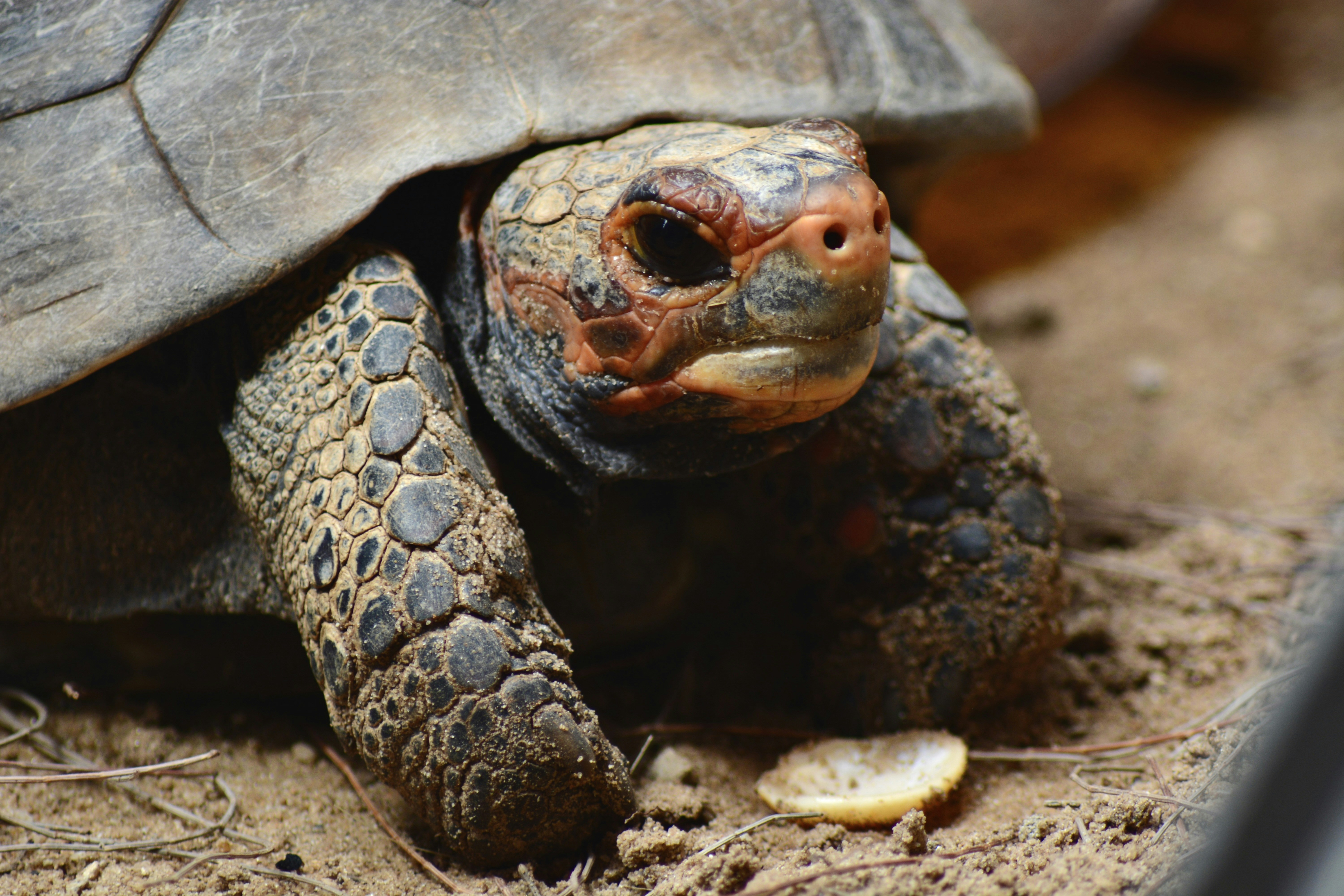 Close-Up of a Tortoise’s Gaze in Dusty Ground