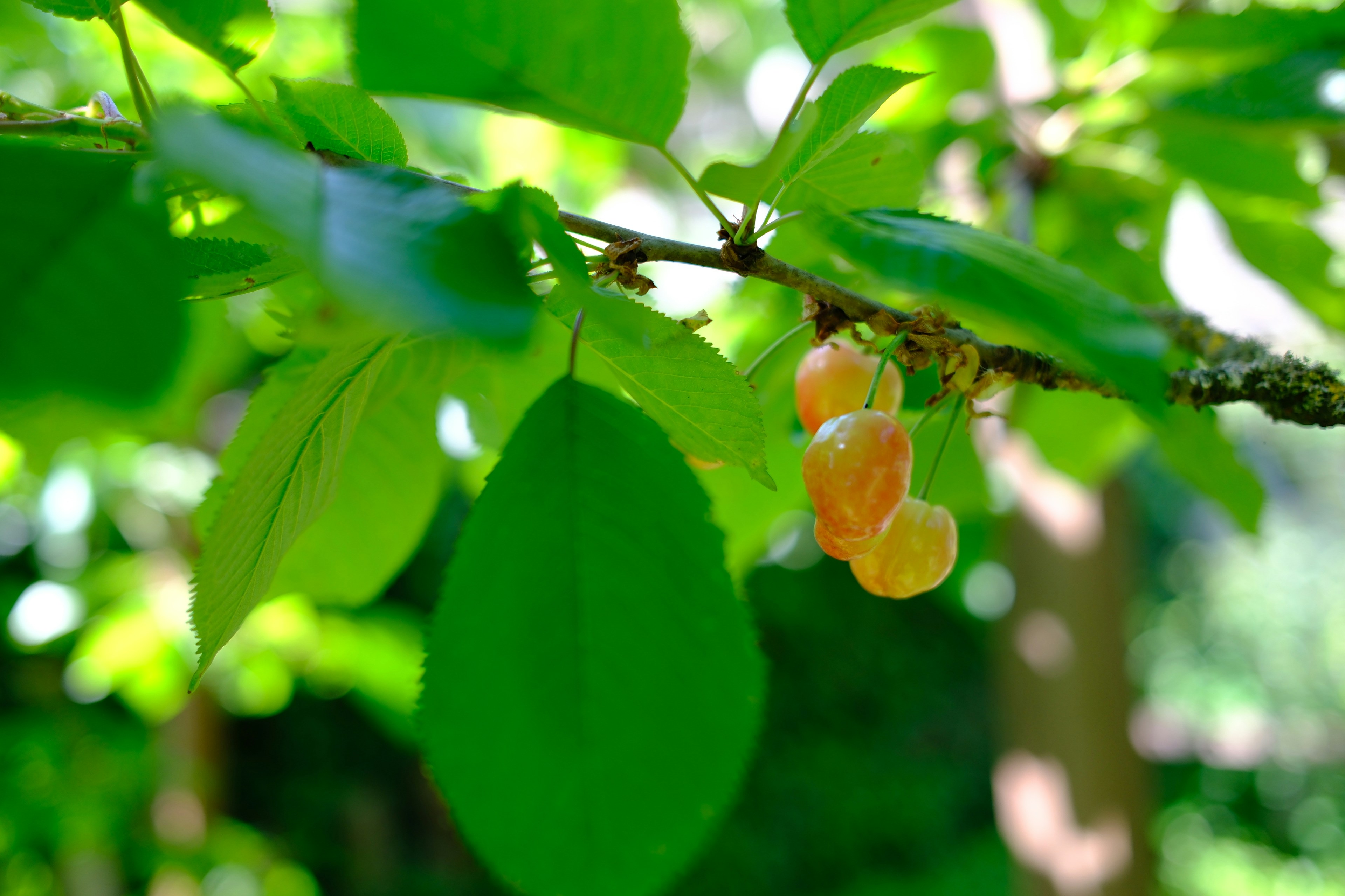 Ripe amber fruit on a sunlit cherry branch