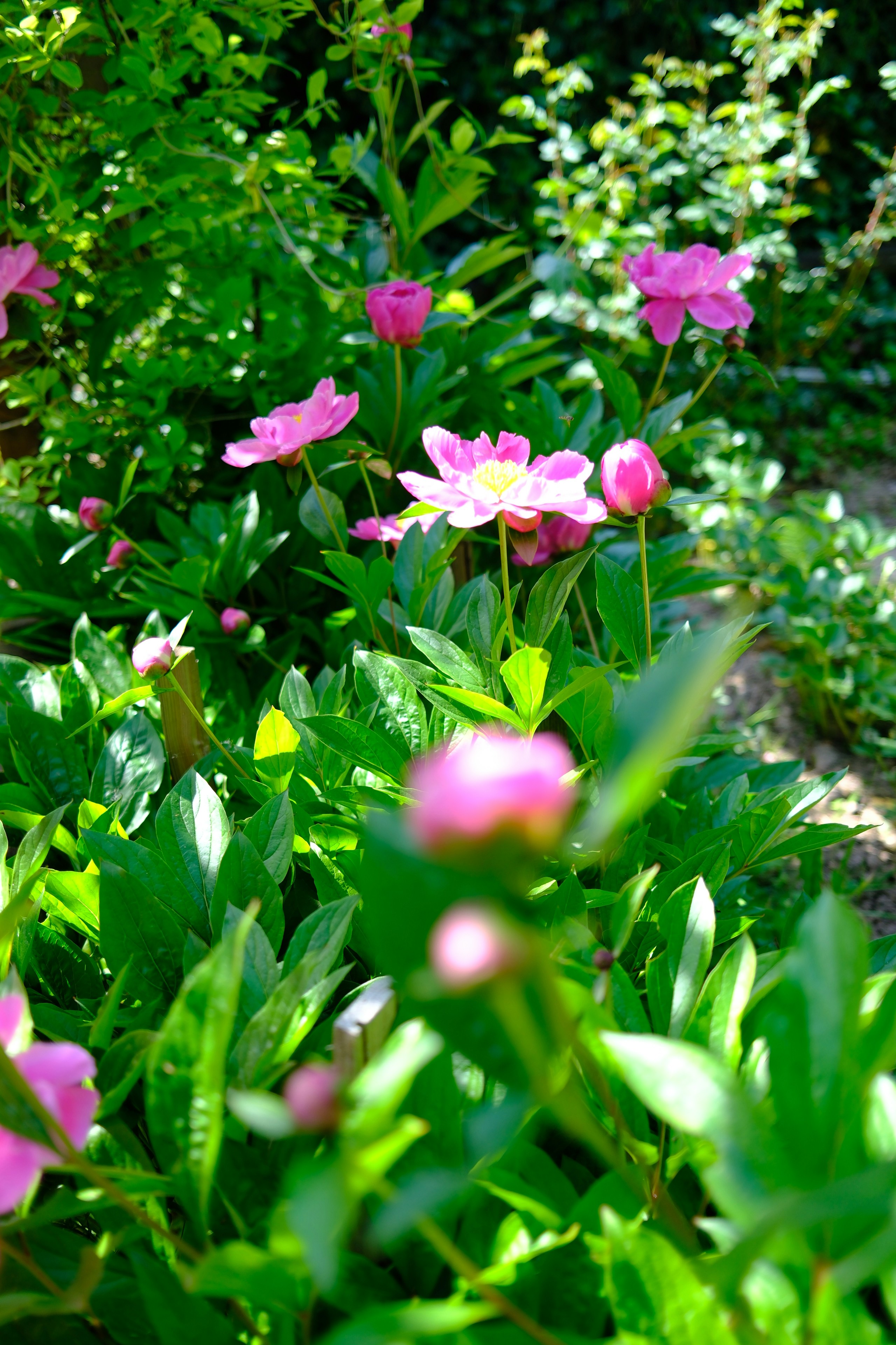 Pink Camellias in a Brimming Green Patch