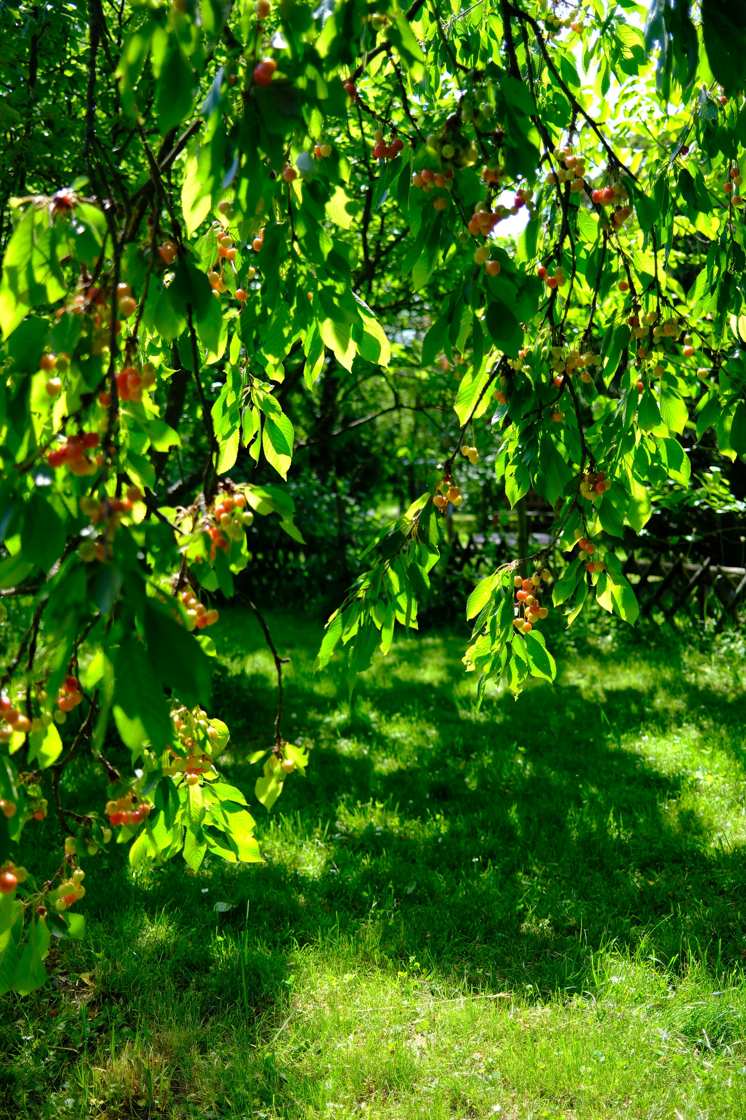 Sunlit Orchard Canopy: Berries and Leaves in Dappled Light
