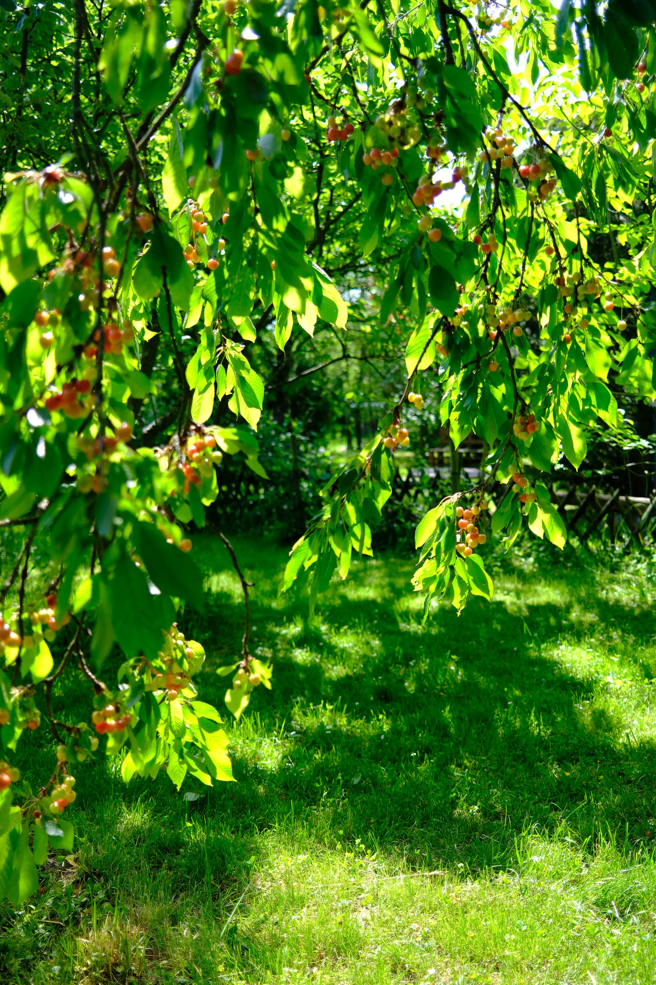 Sunlit tree branches with green leaves and developing fruits.