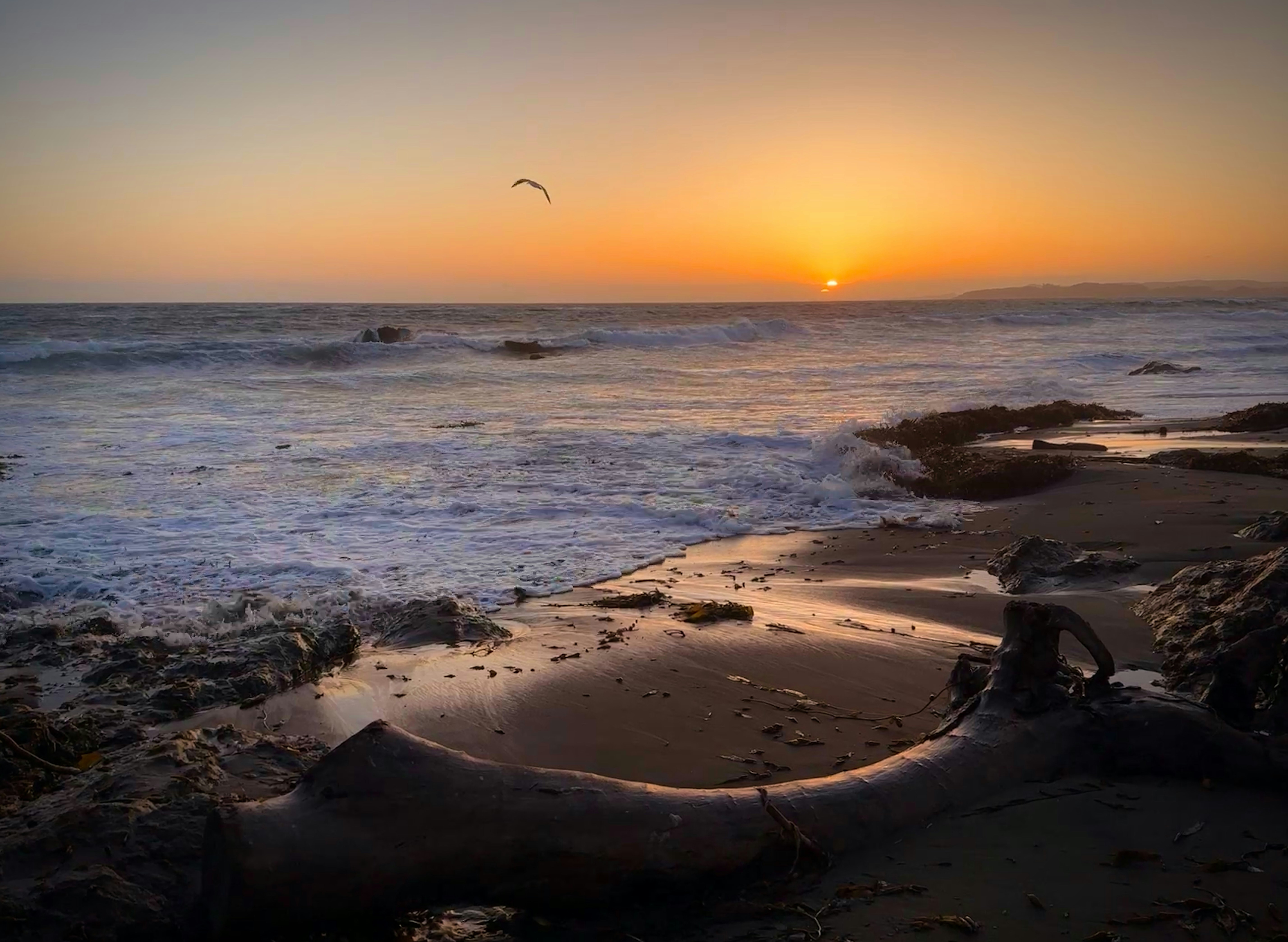 Sunlit Driftwood on a Quiet Ocean Dusk