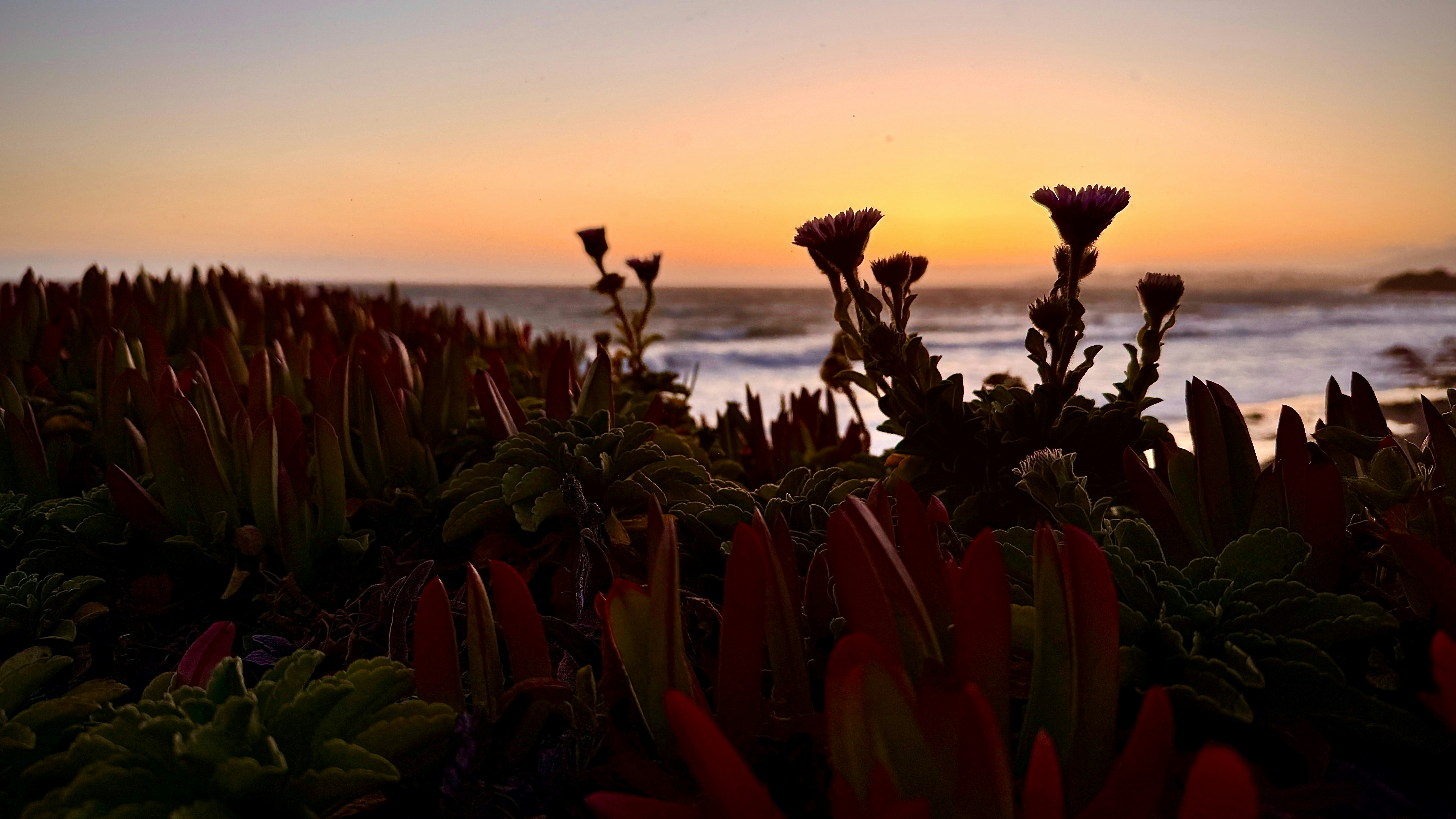 Sunset Veil Over Coastal Foliage