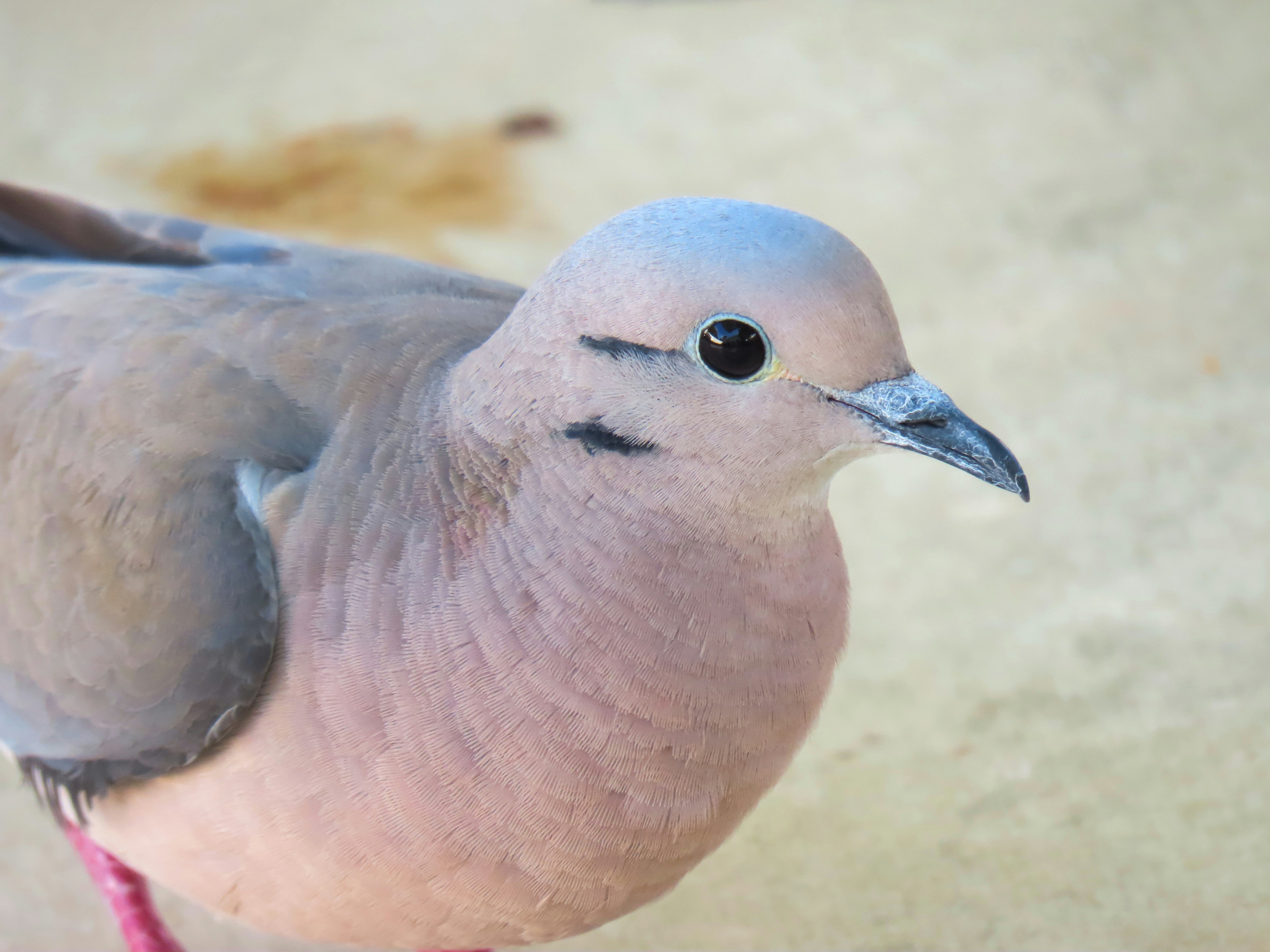 Soft Focus Barnyard Portrait: Close-Up of a Mourning Dove