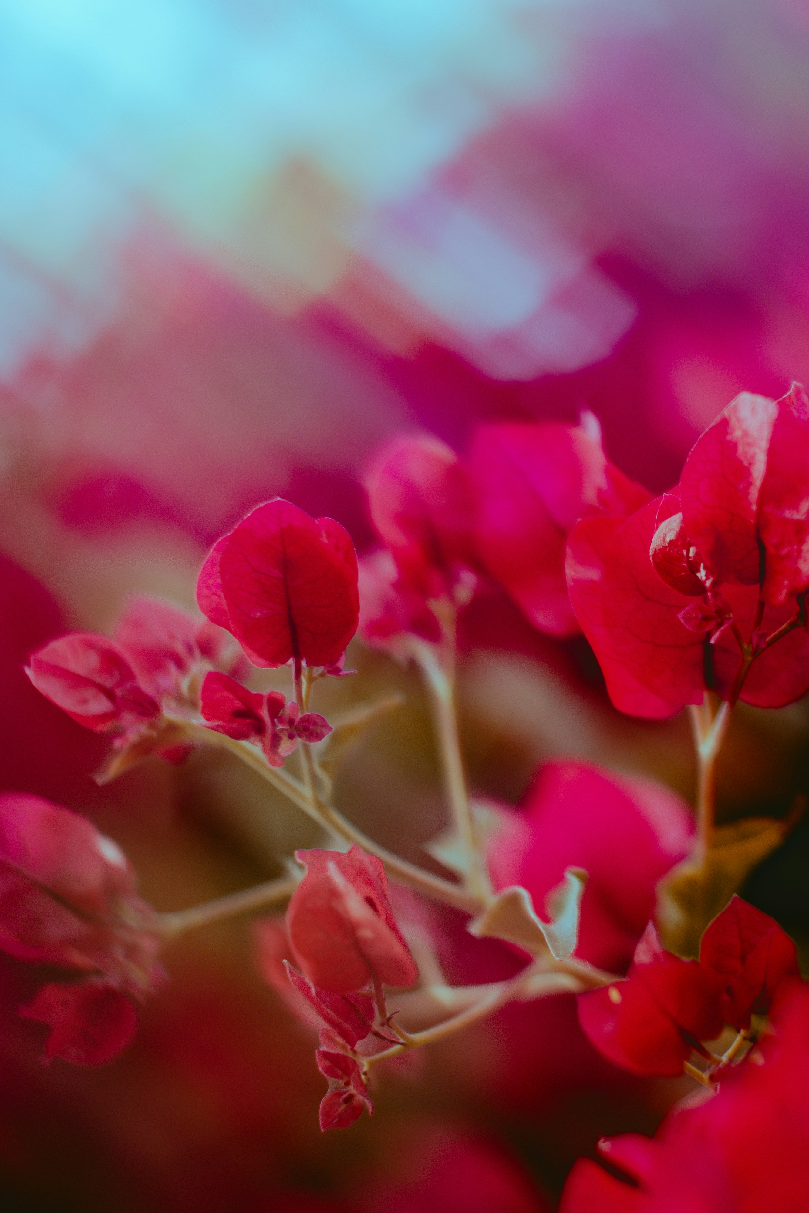 Crimson Blooms in Soft Focus Cascade