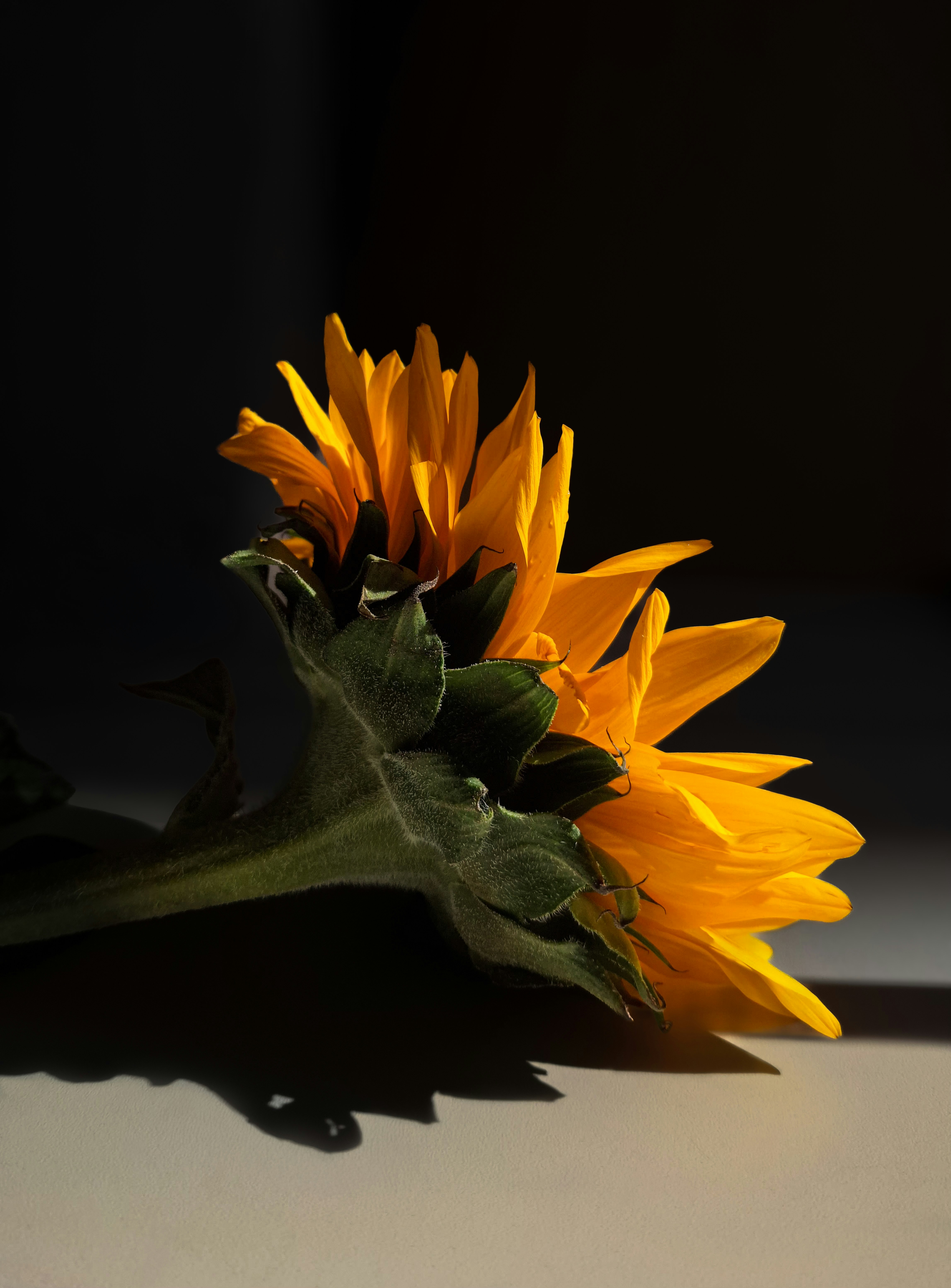 Close-up photograph of a sunflower illuminated from behind by warm sunlight. The image highlights the texture of the flower head, glowing petals, and strong shadows against a dark background.