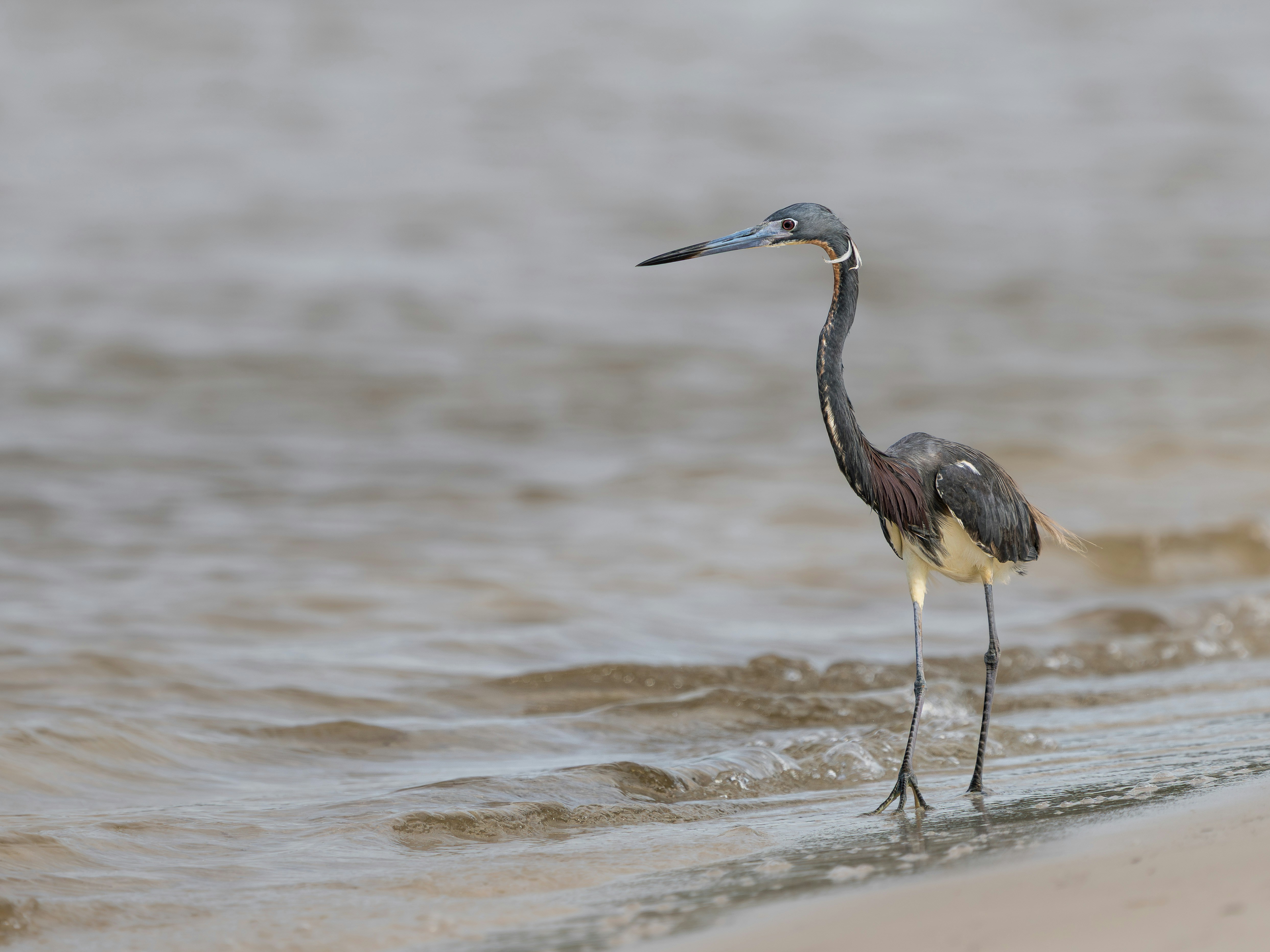 Lonely Egret Standing at the Shoreline