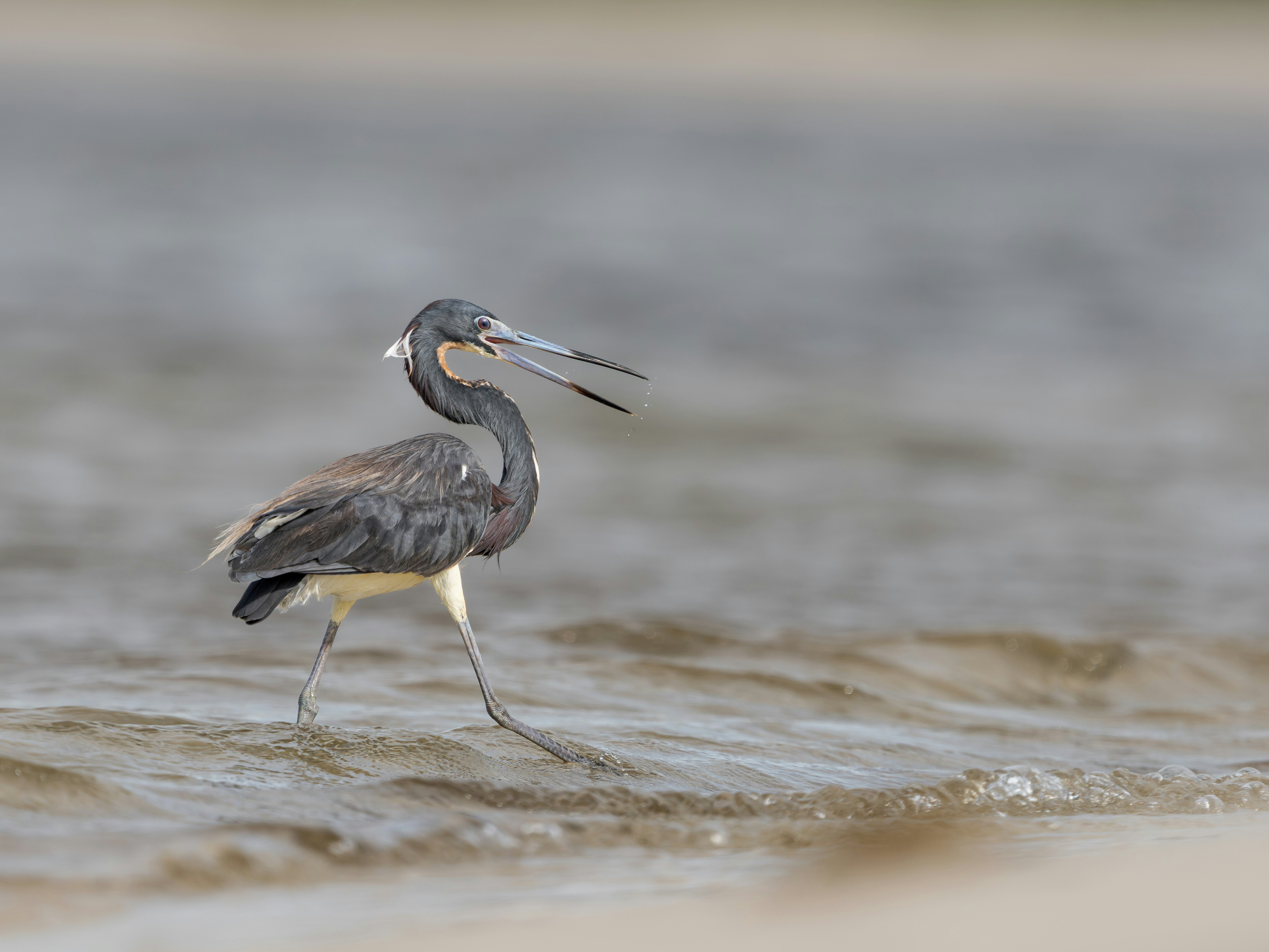 Heron in a Shoreline Shallow Breath