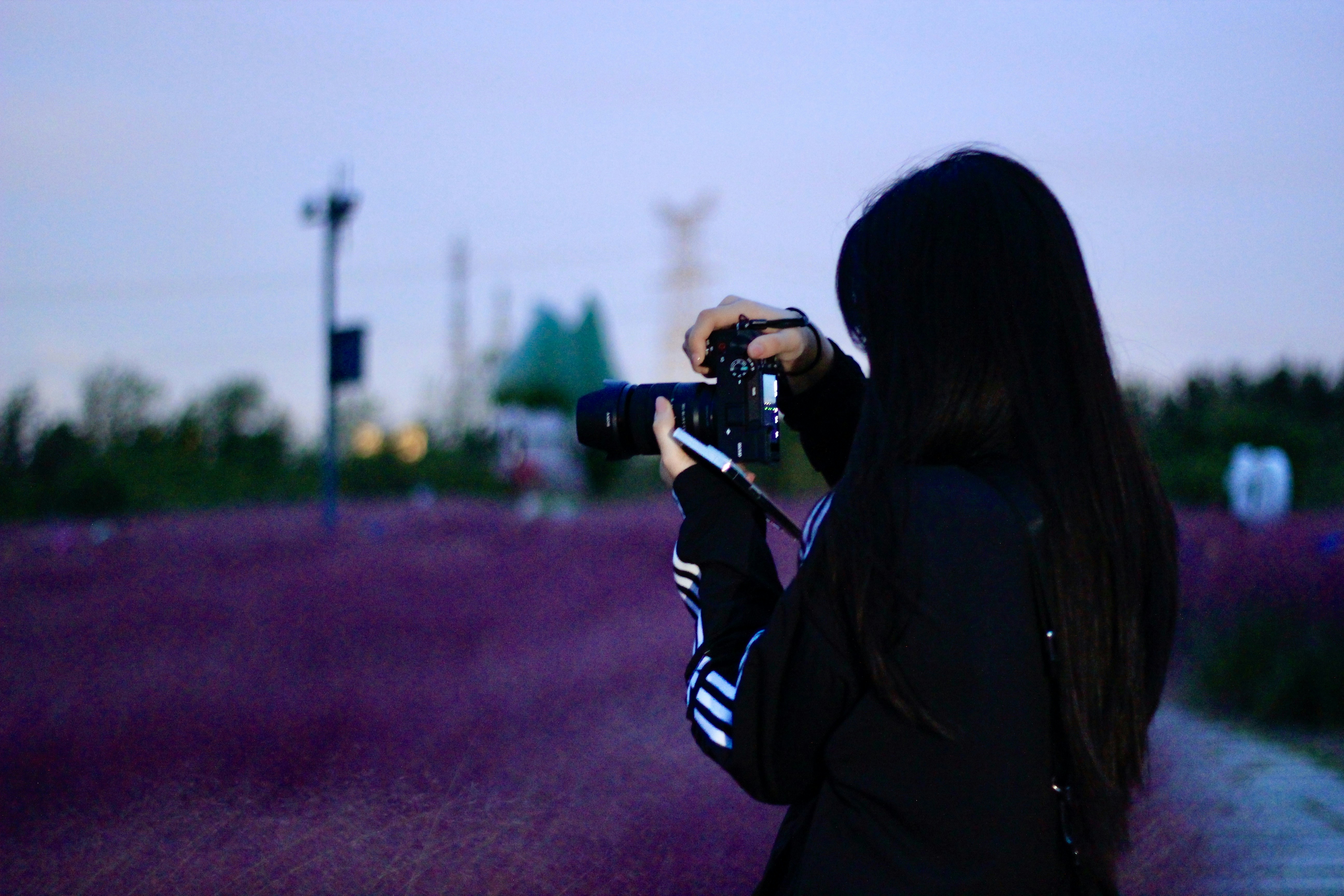 Shadowed Photographer in a Field of Purple Haze