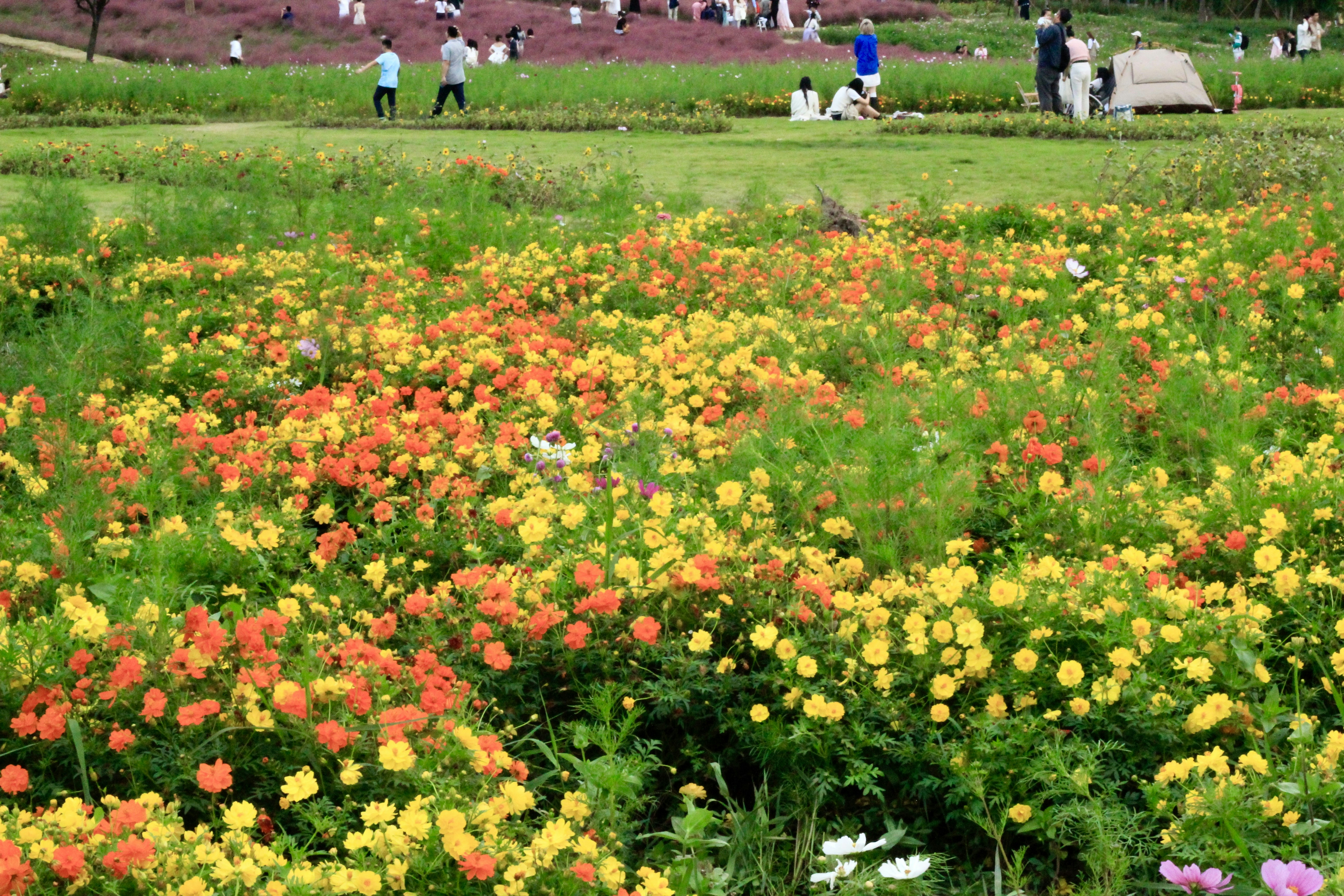 Fields of Color: A Patchwork of Marigold Trembles under a Quiet Sky