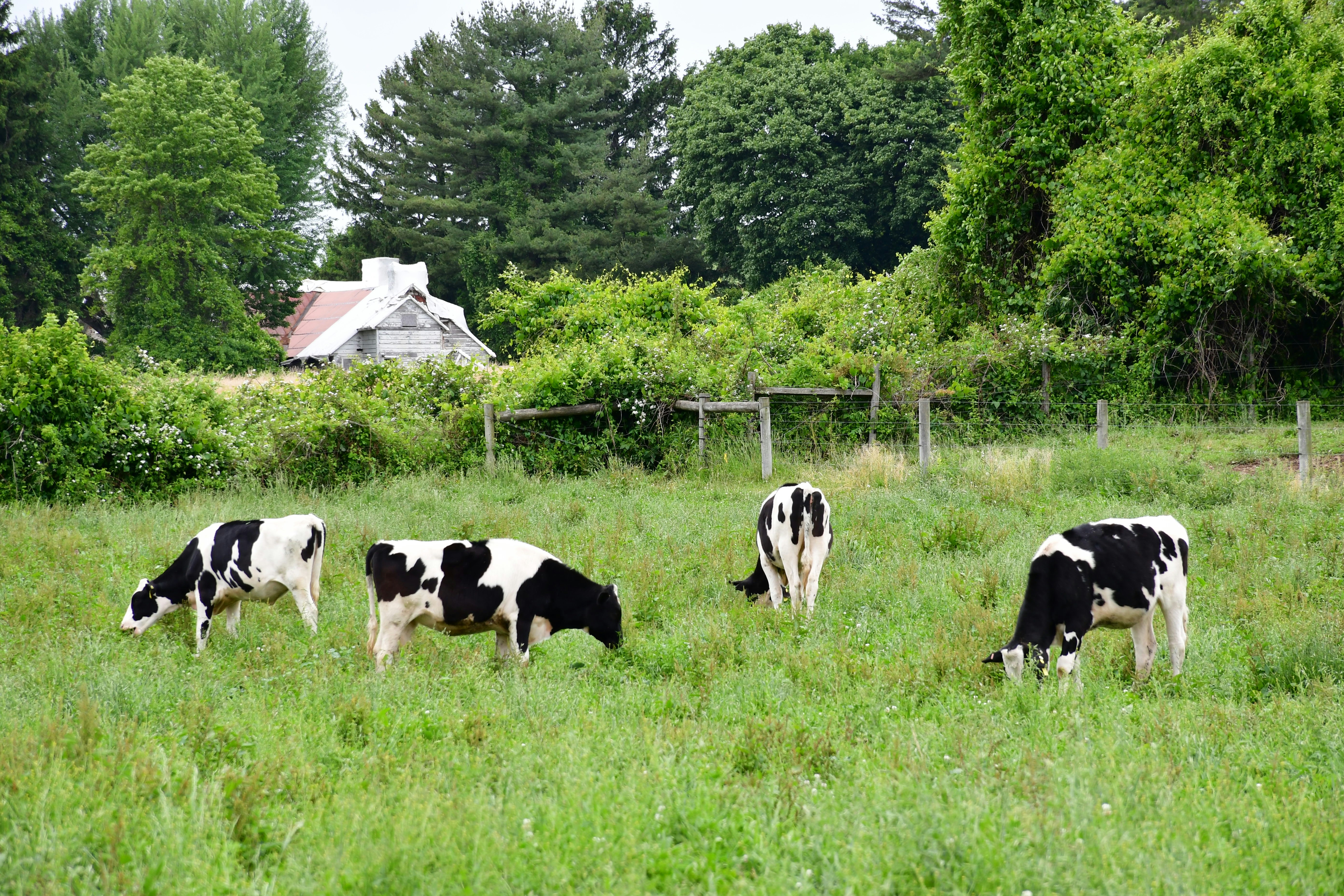 Pasture in Bloom: Holstein Herd Beneath a Quiet Rural Sky