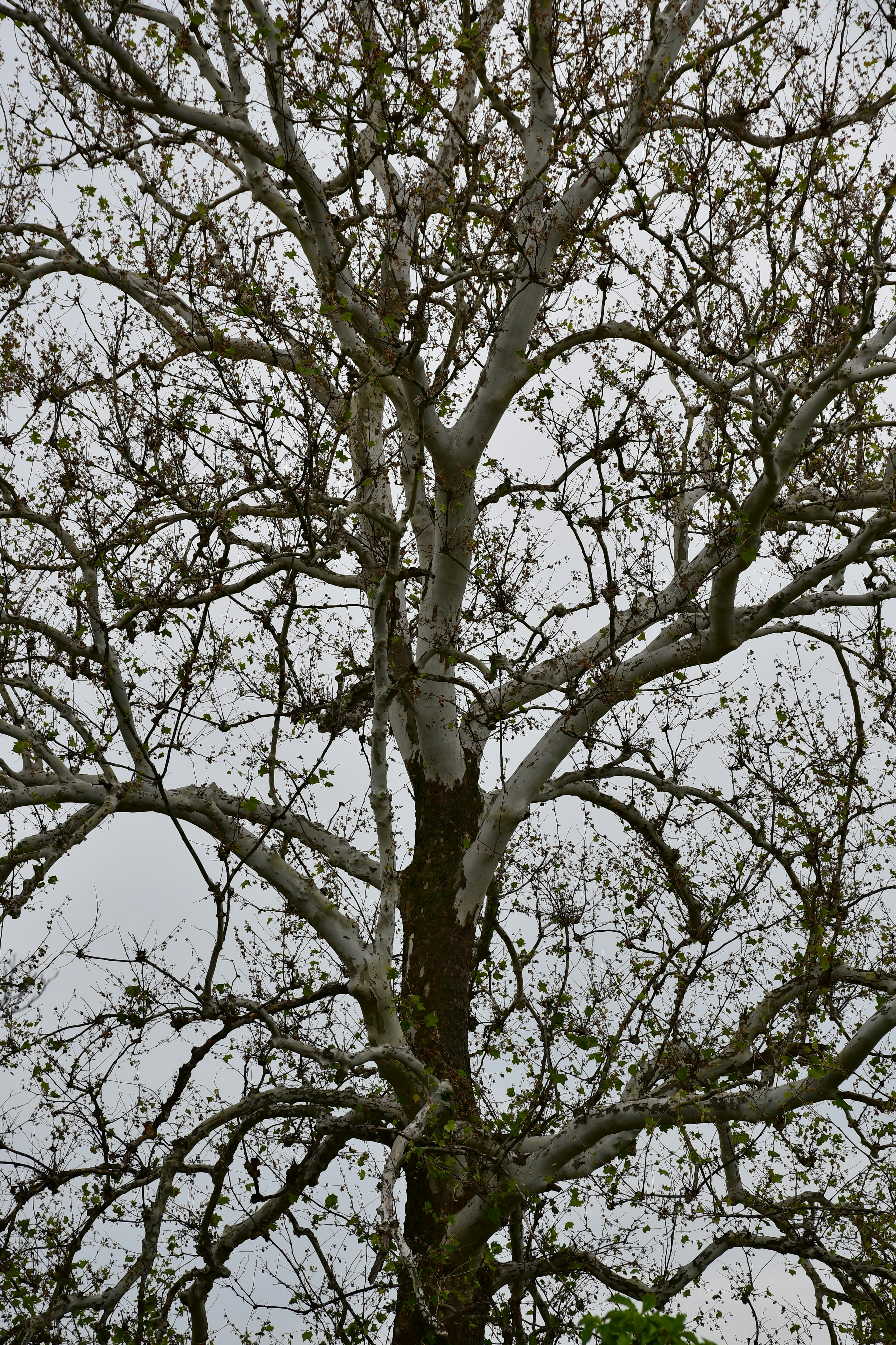 Winter Arboreal Lattice: A Leafless Tree in Overcast Light