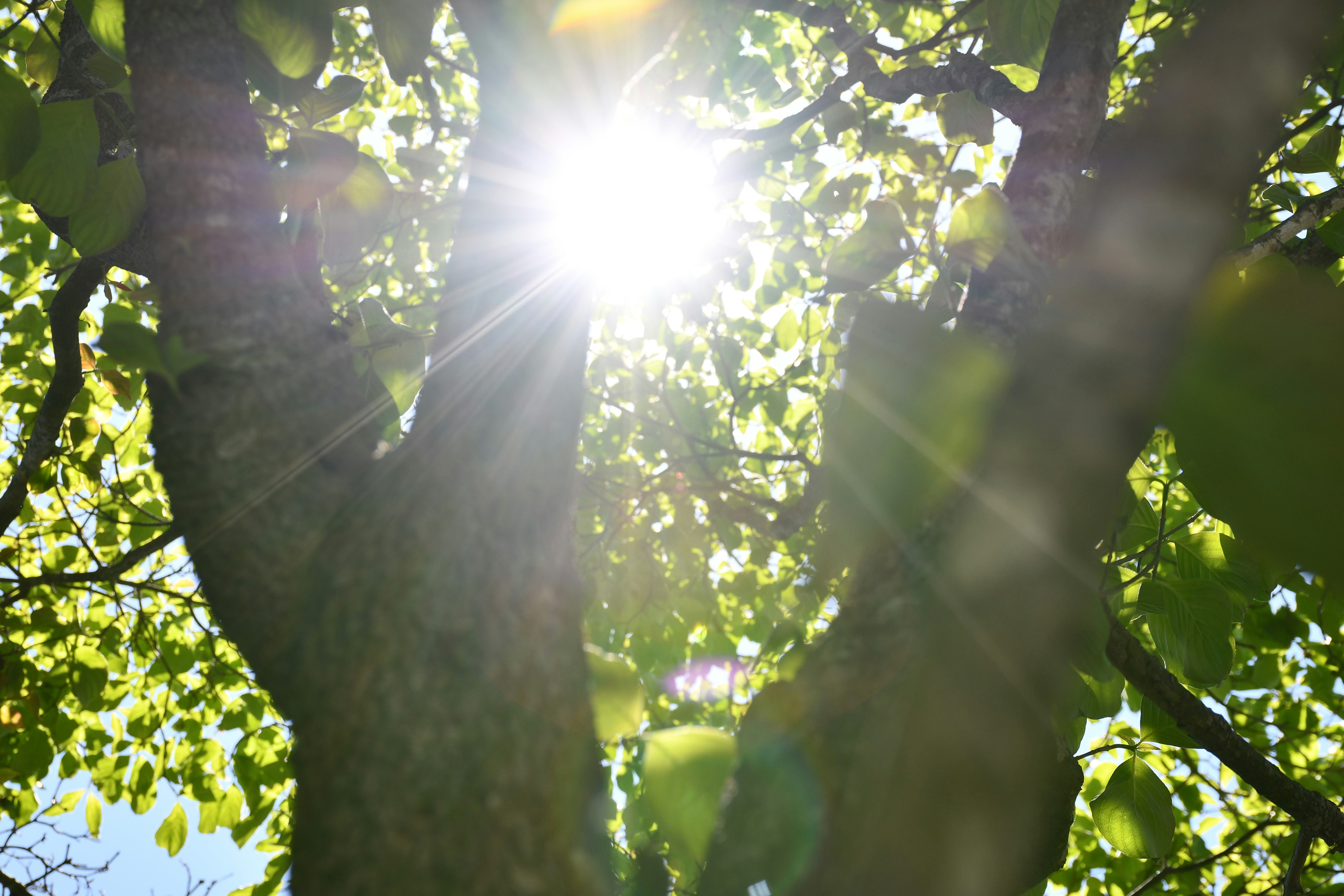 Sunburst Through a Canopy: A Glowing Tree Trunk in Dappled Light