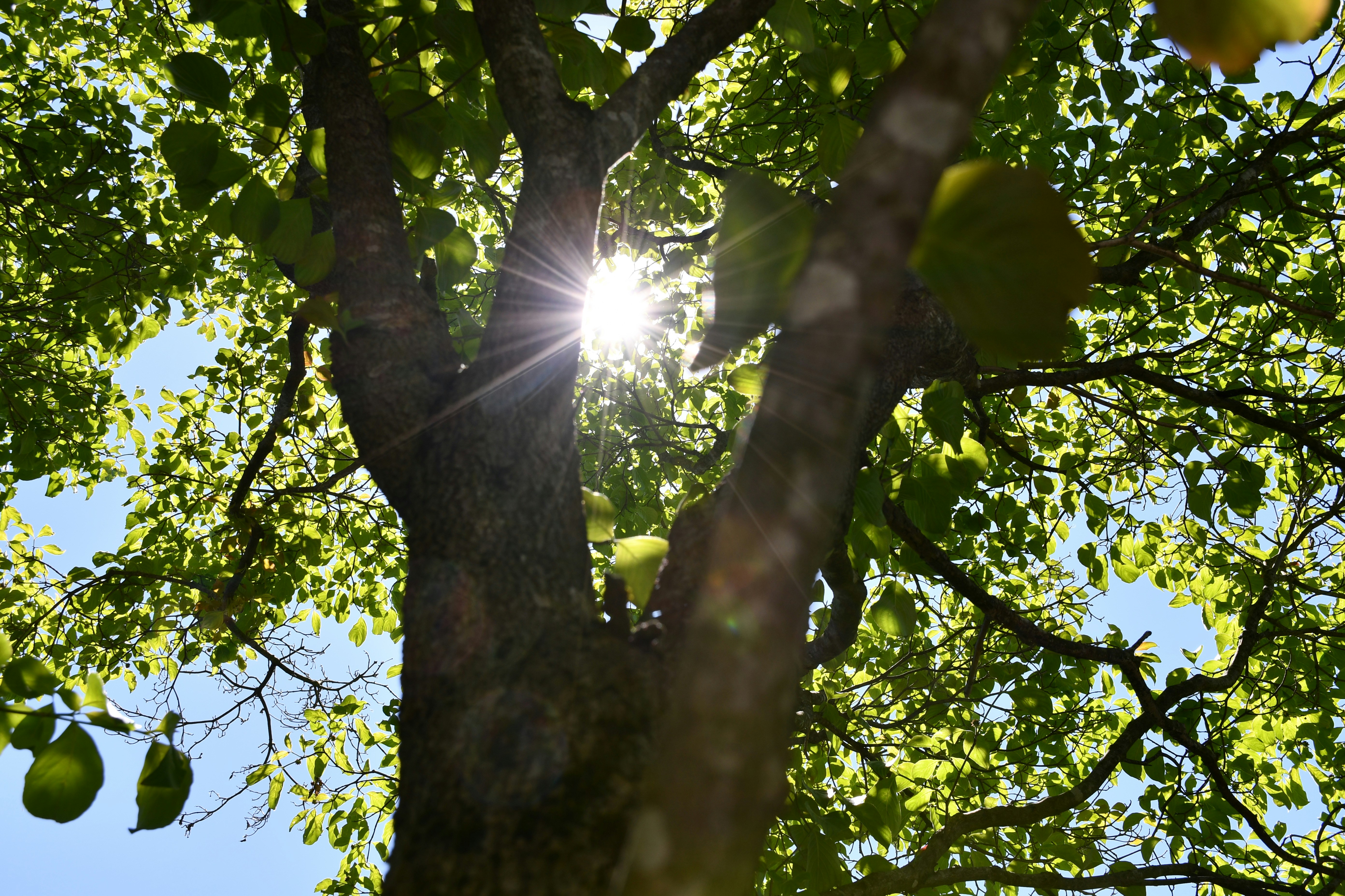 Sunlit canopy: a starburst through the branches