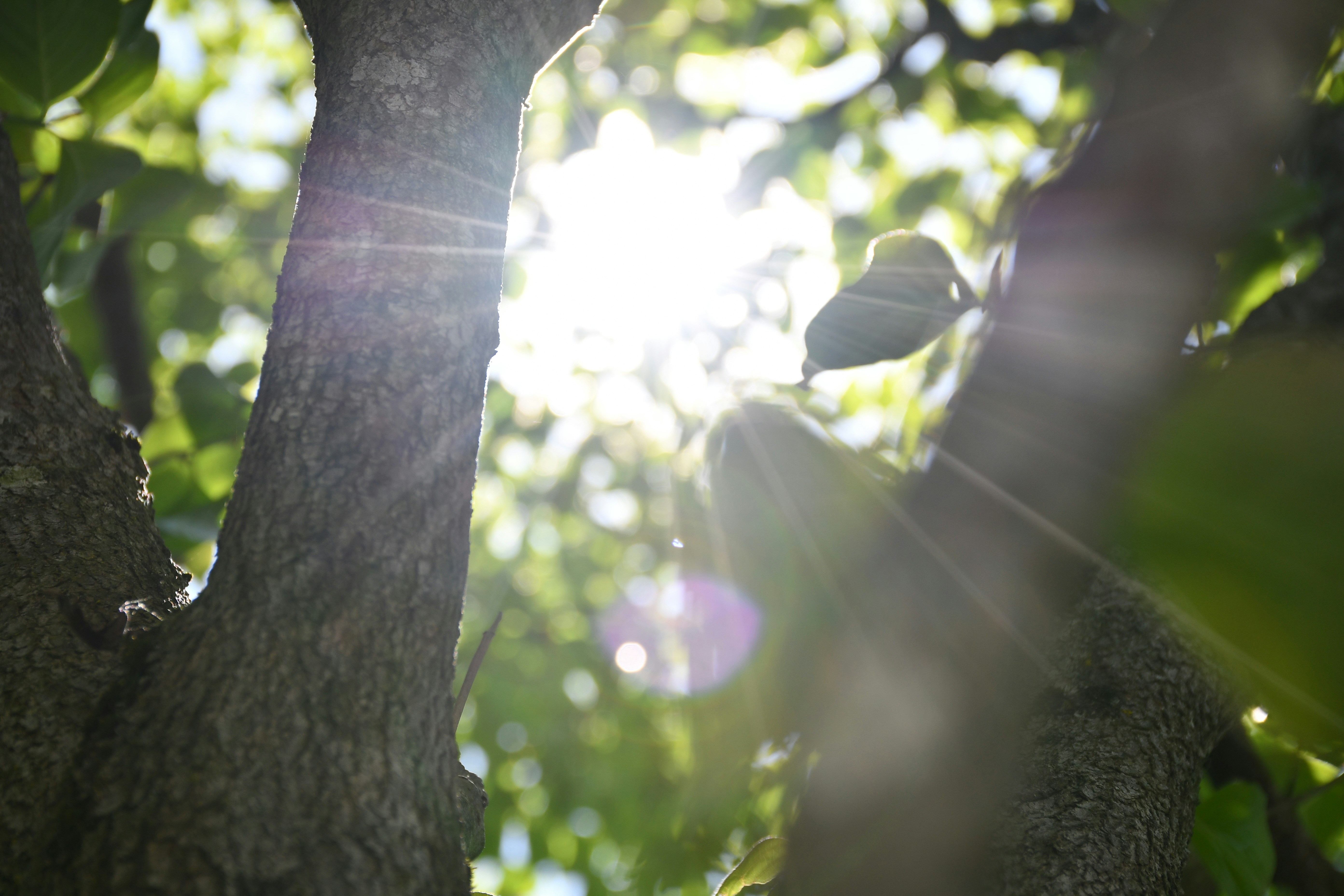 Sunlit Focal Point Through the Canopy