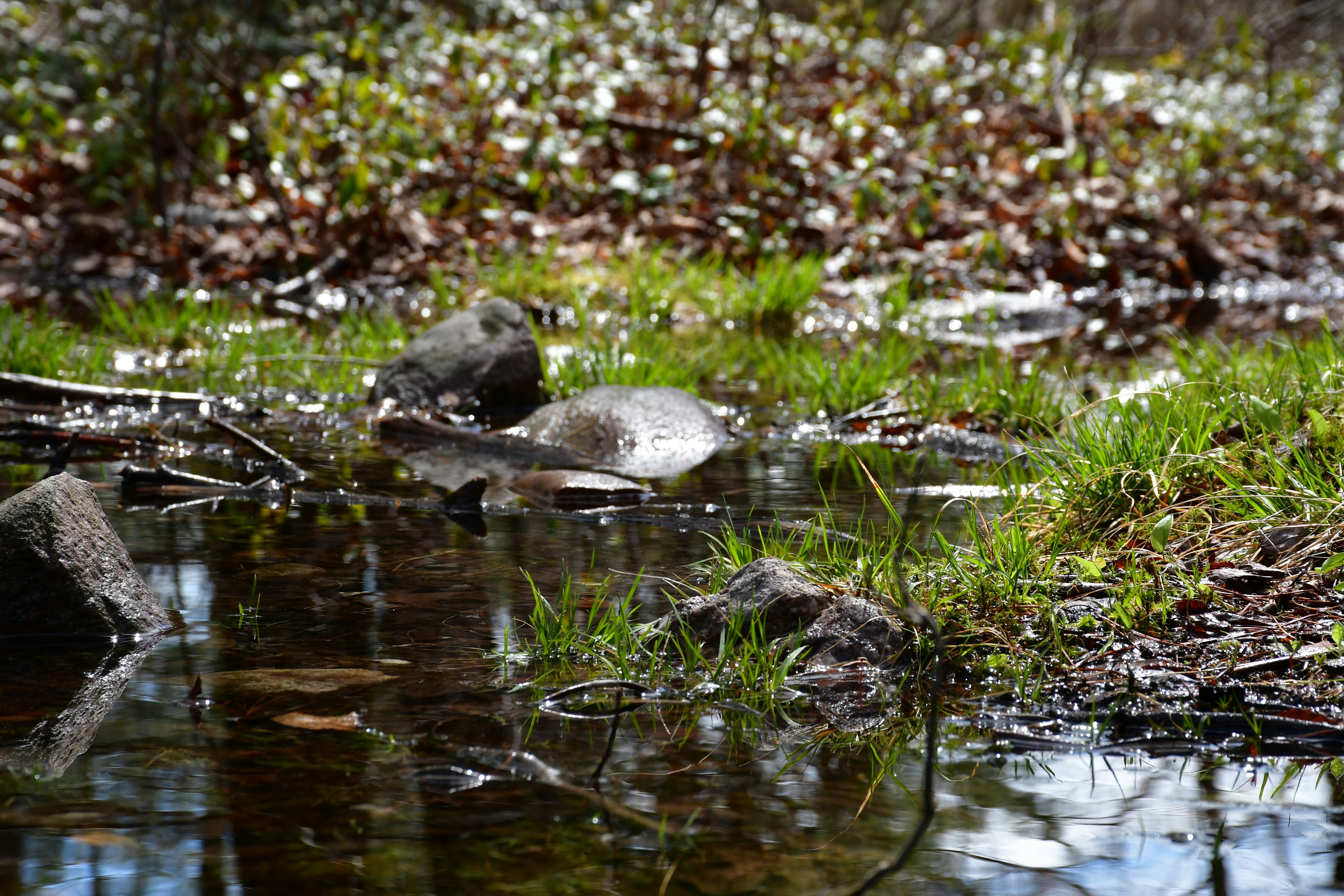 Quiet Wetland Edges: A Moment by the Mossy Bank
