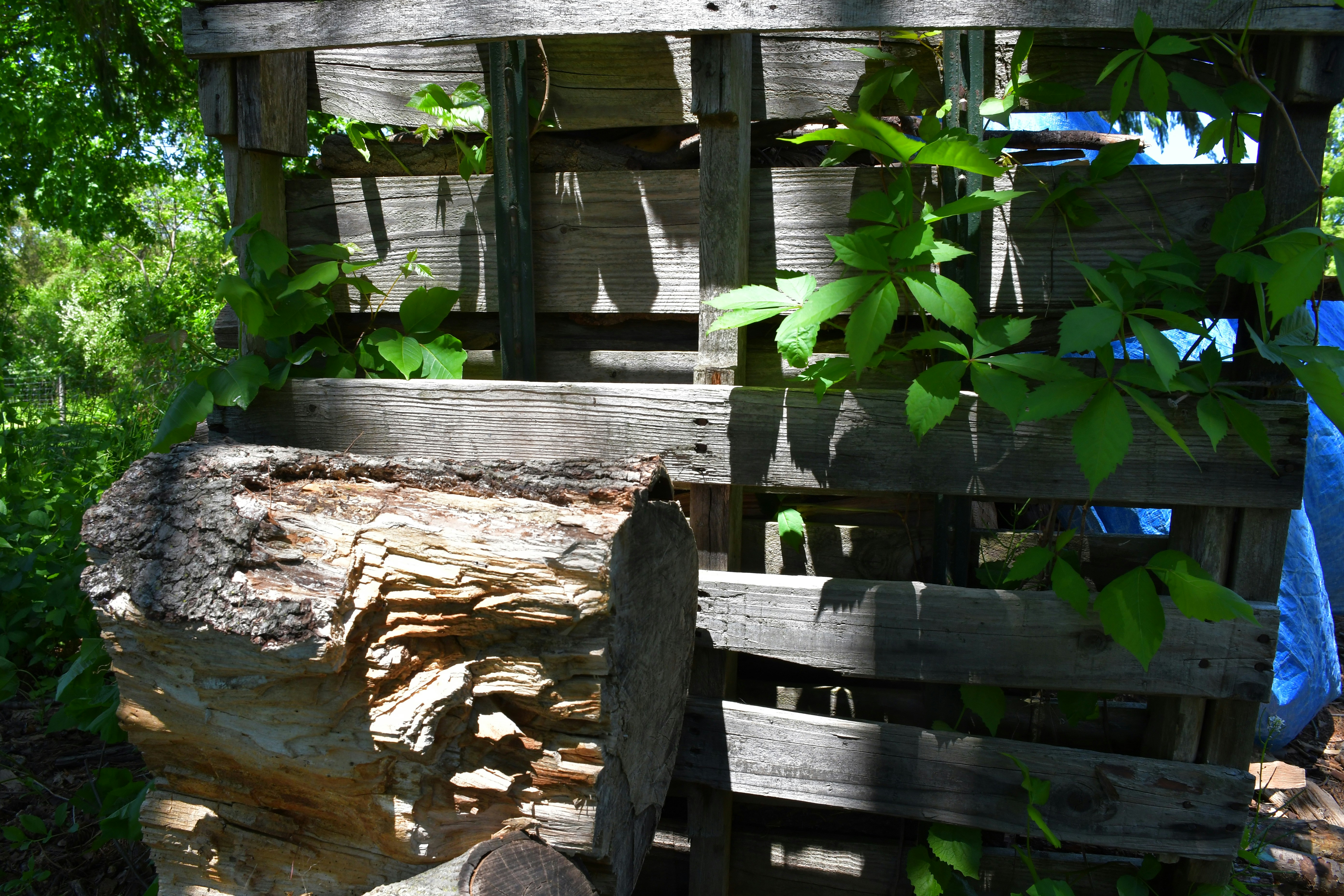Weathered Log Structure Reclaimed by Greenery