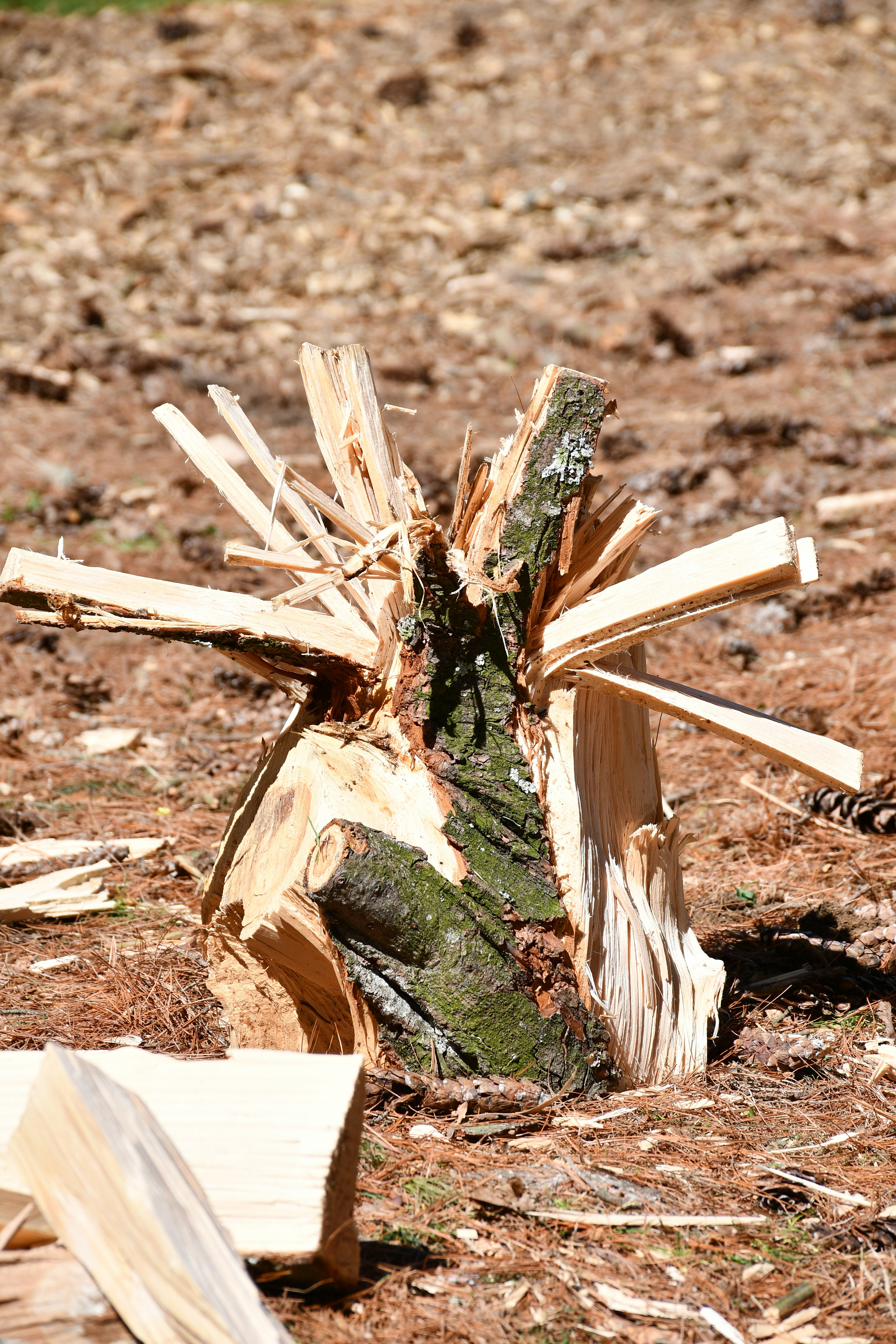 Split-Log Fracture: Freshly Chopped Basswood Crowned in Sunlit Debris