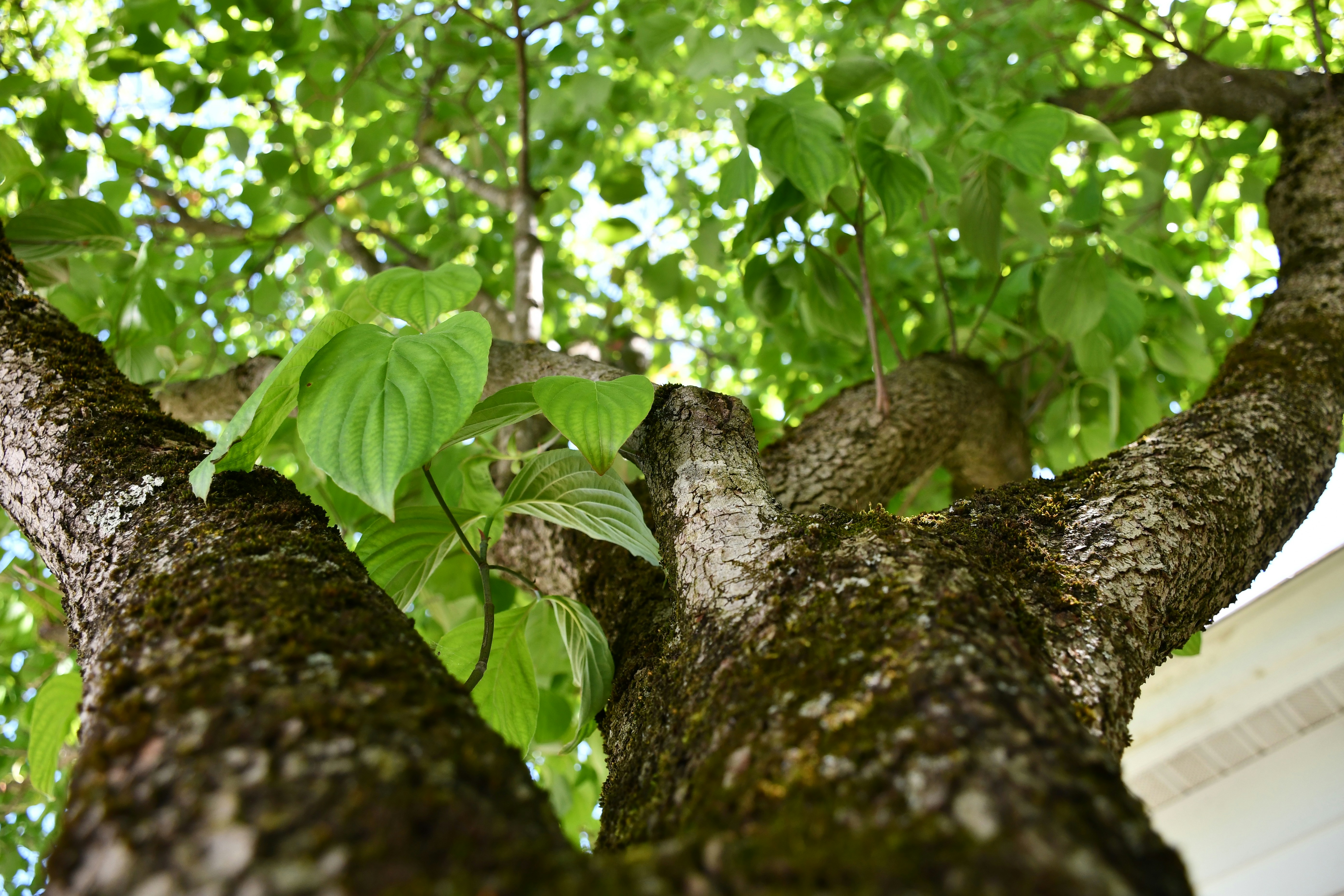 Verdant Spire: Close-Up of Bark Beams and Fresh Leaves