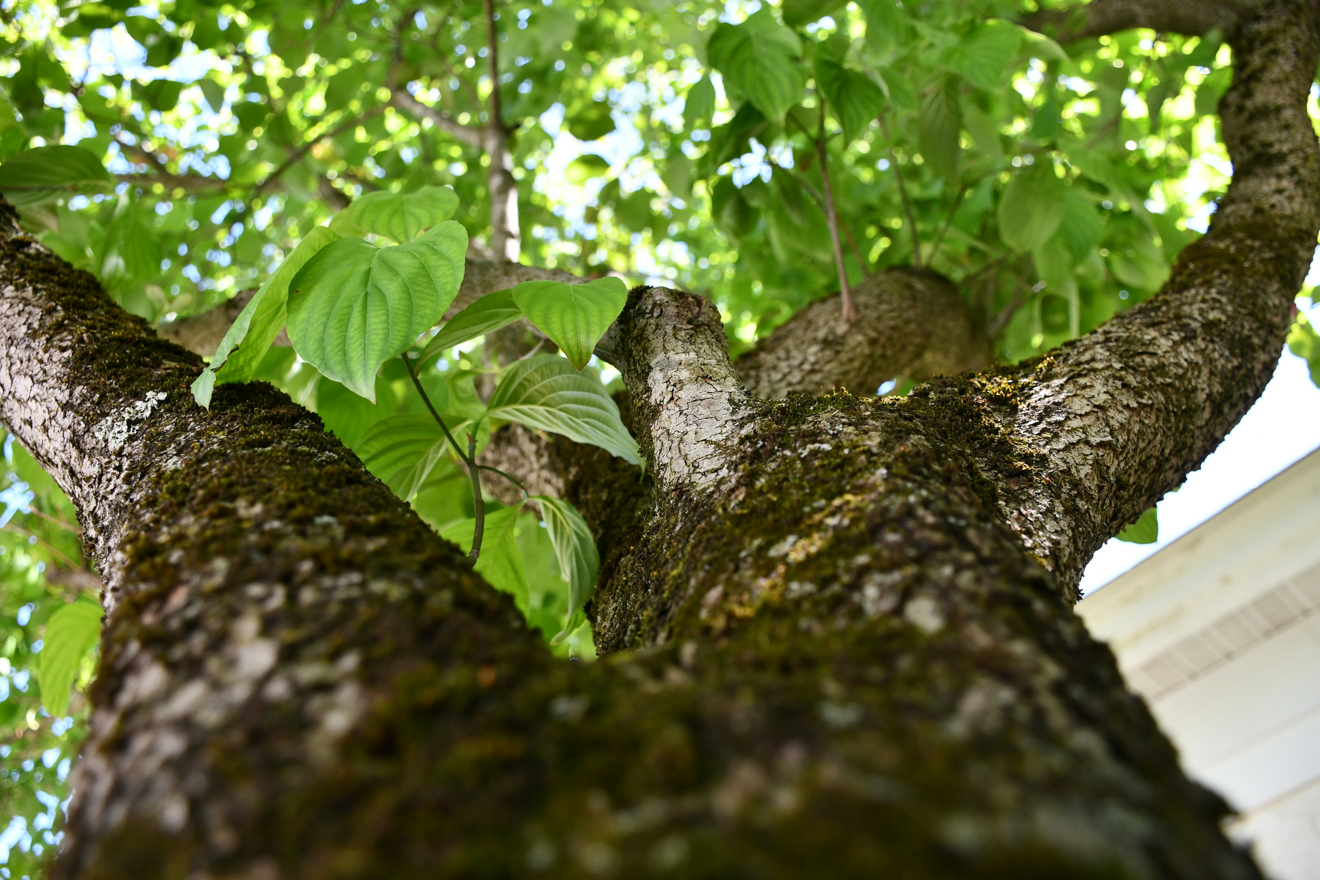 Rising Girth: Upward View into the Bark and Leaves