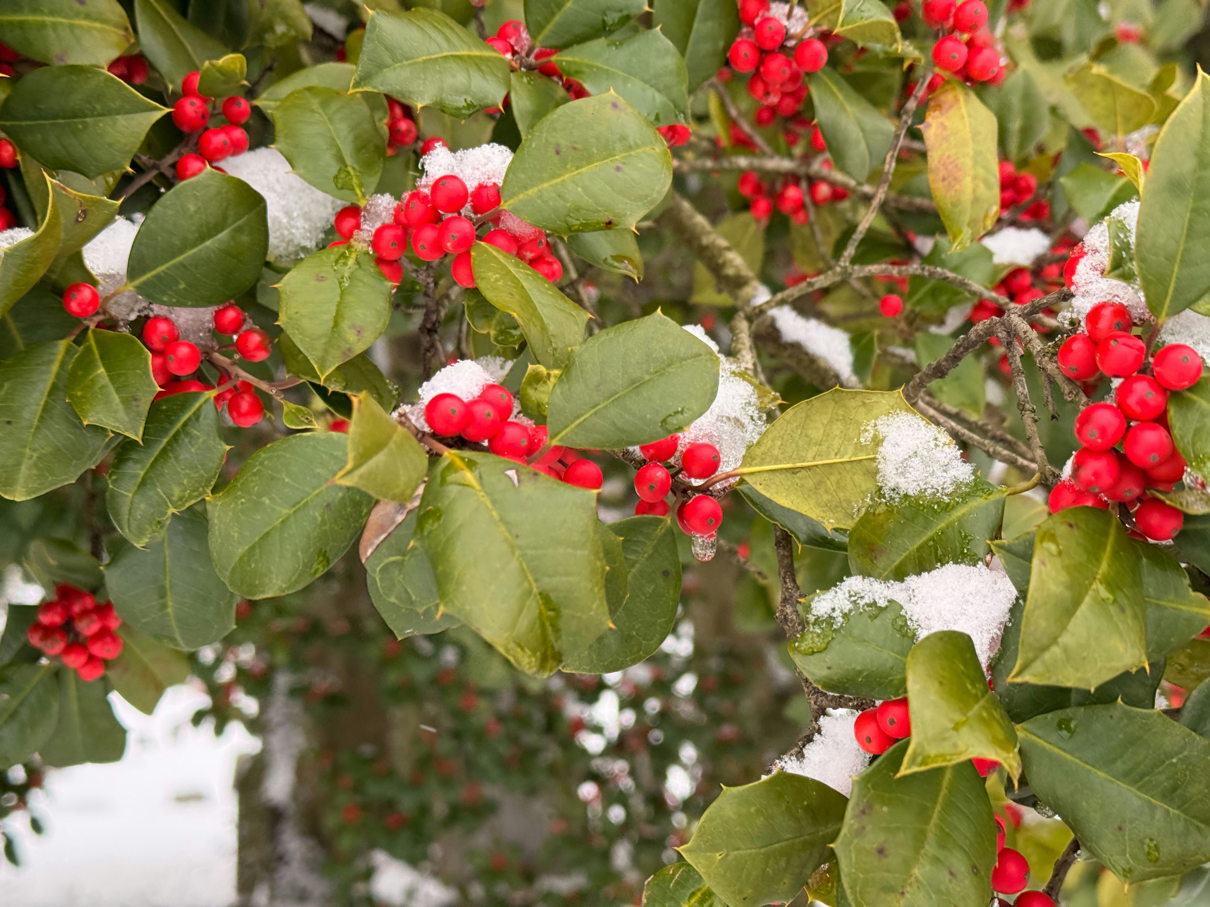 Crimson Berries Amid Winter Greenery